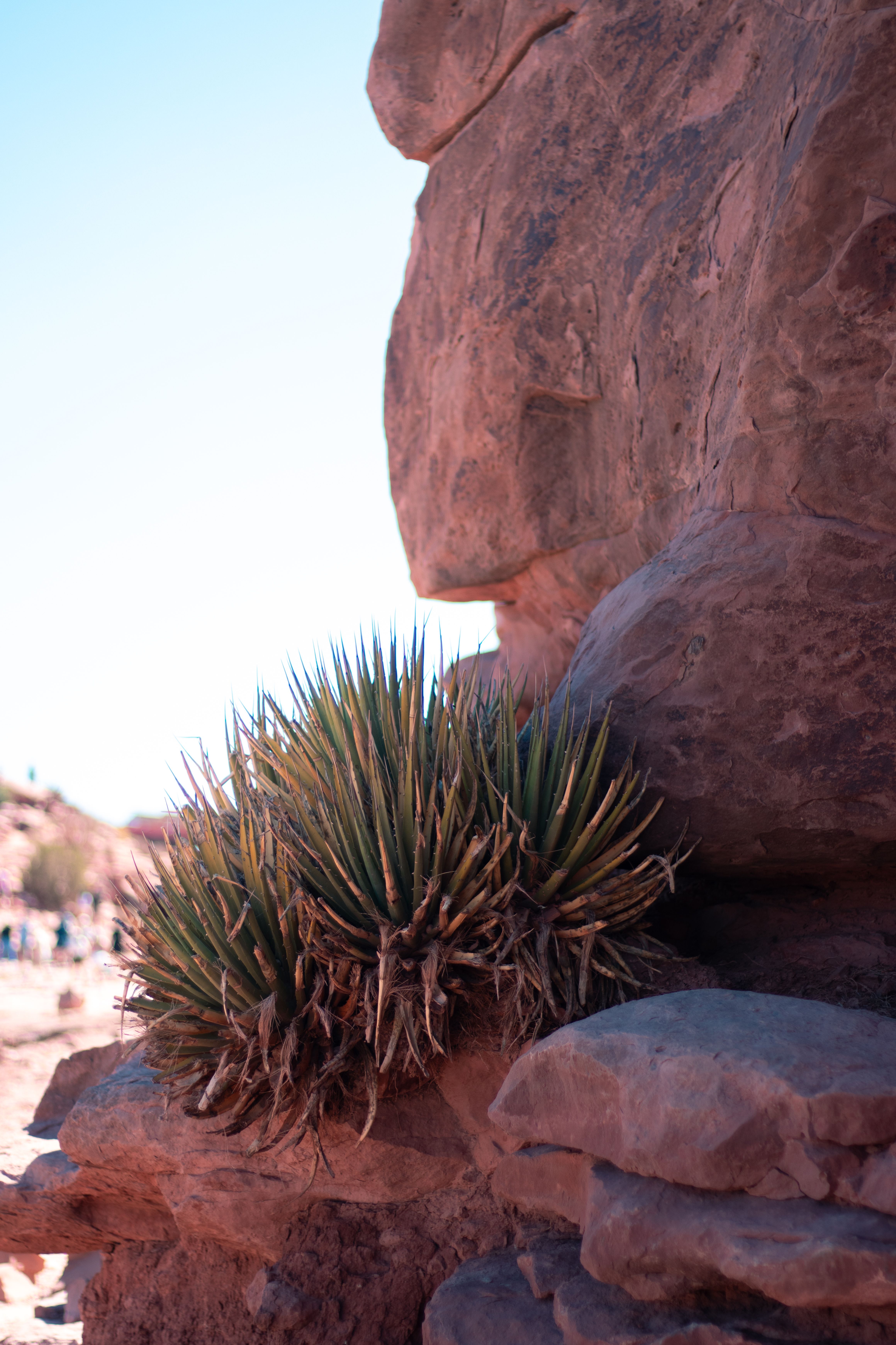 Spiky Desert Plant Nestled in Rocky Arizona Landscape · Free Stock Photo