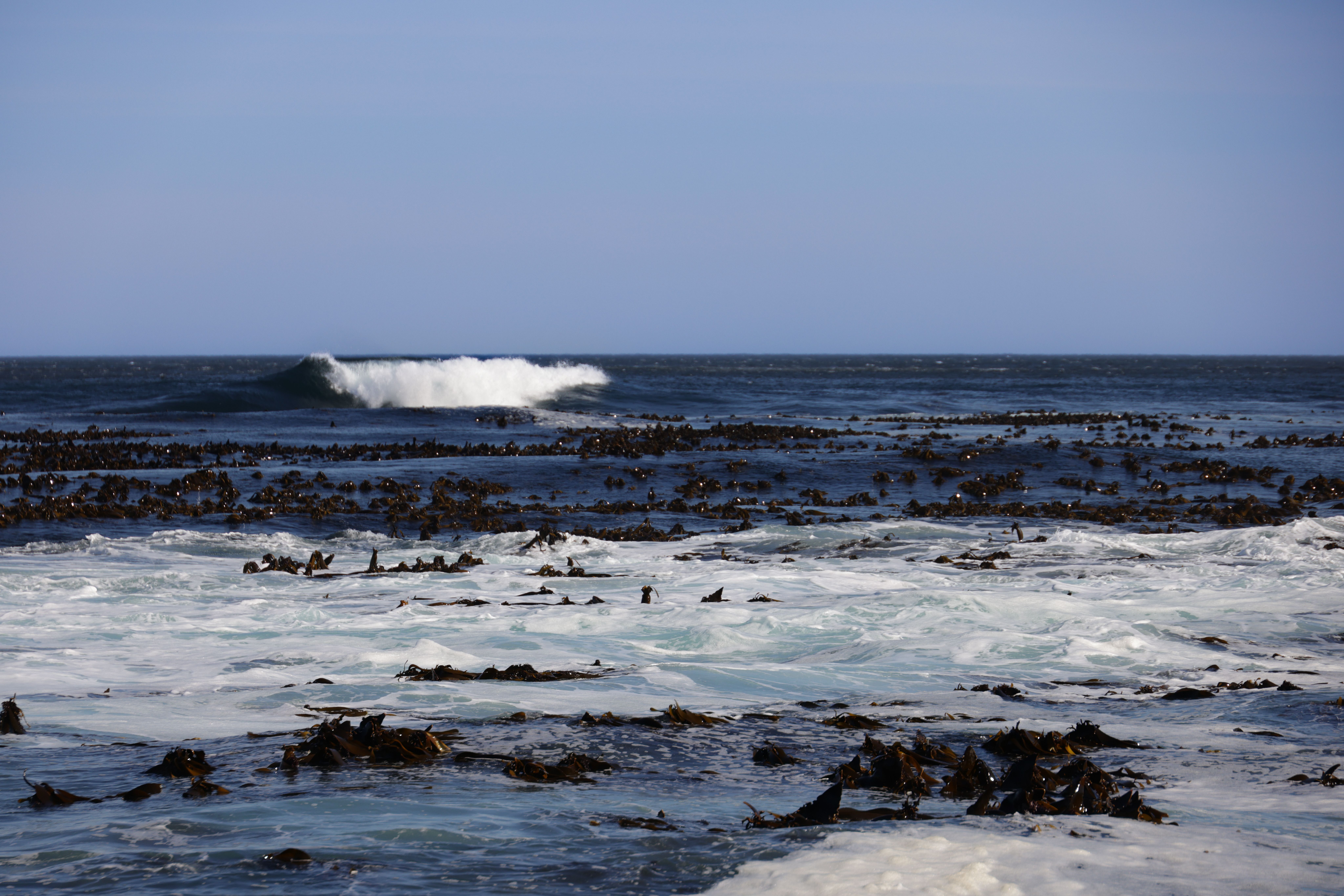 Vast Ocean Waves with Kelp on a Clear Day · Free Stock Photo
