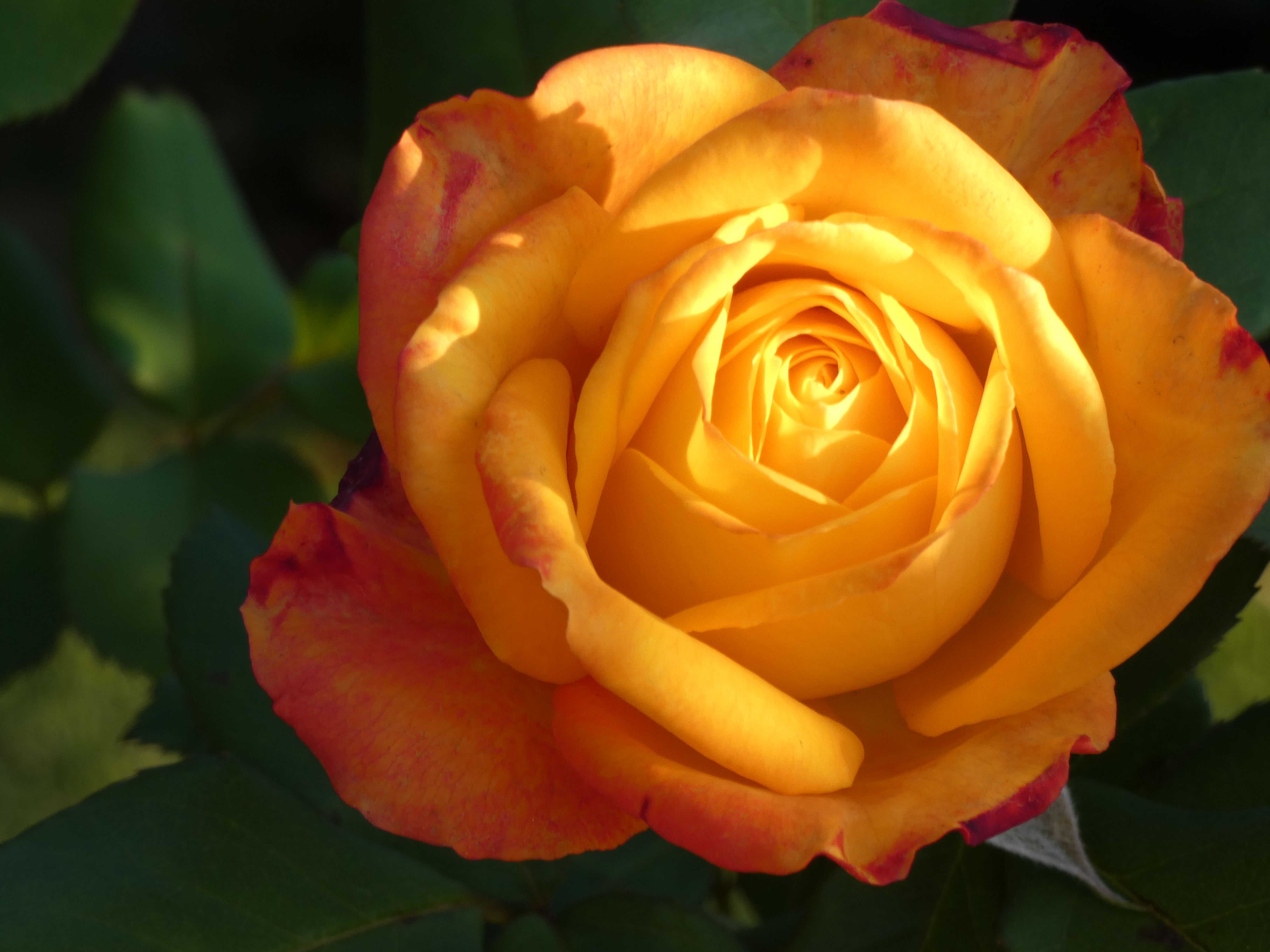 Yellow Rose Close Up Photography · Free Stock Photo