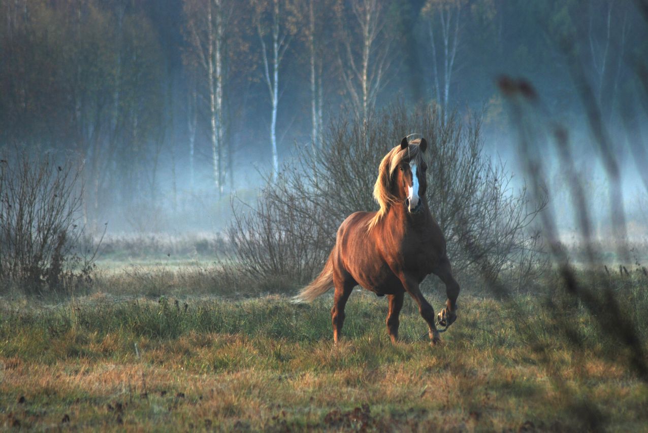 Understanding Horse Blood Types in Equine Blood Transfusions
