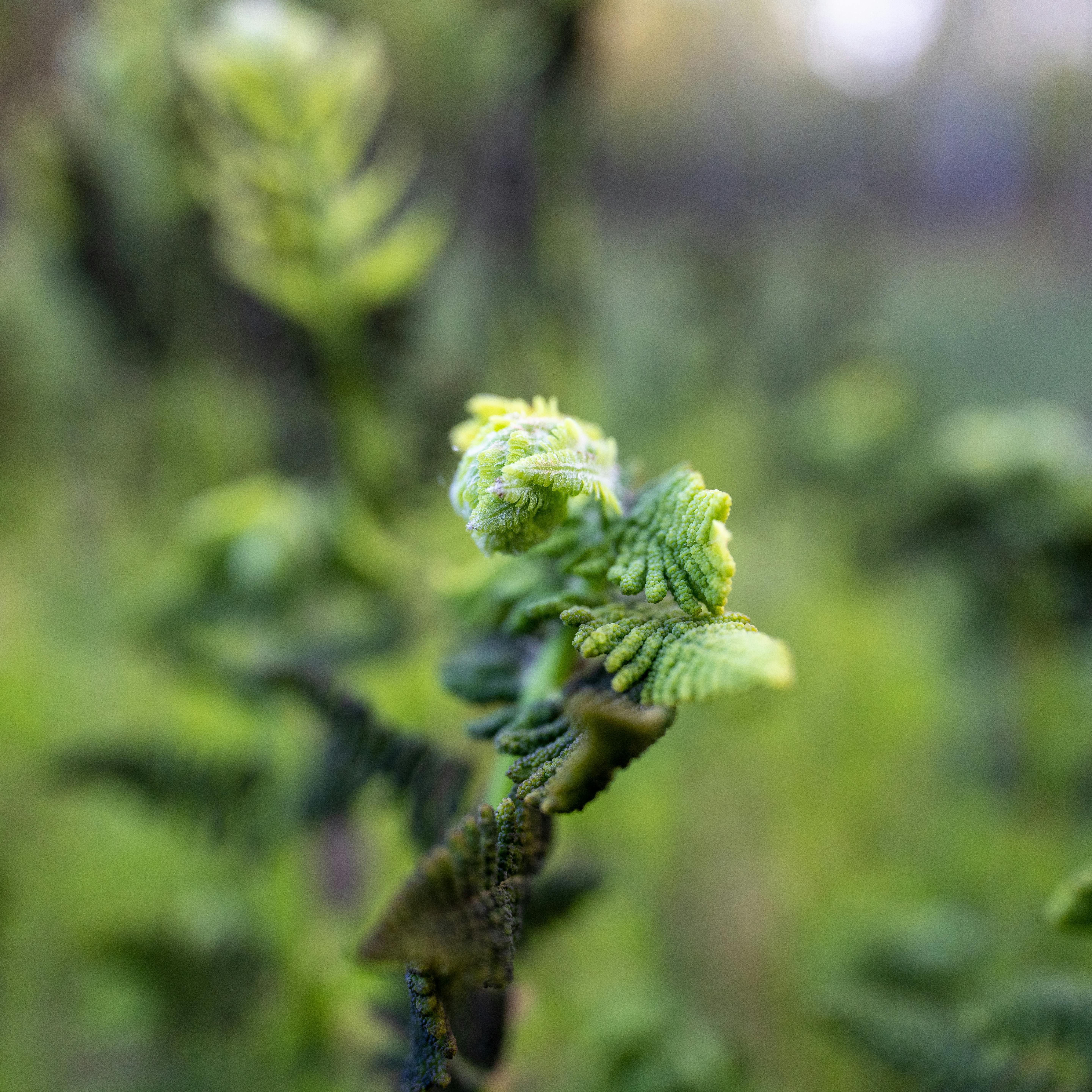 Close-Up of Emerging Fern Leaves in Spring · Free Stock Photo