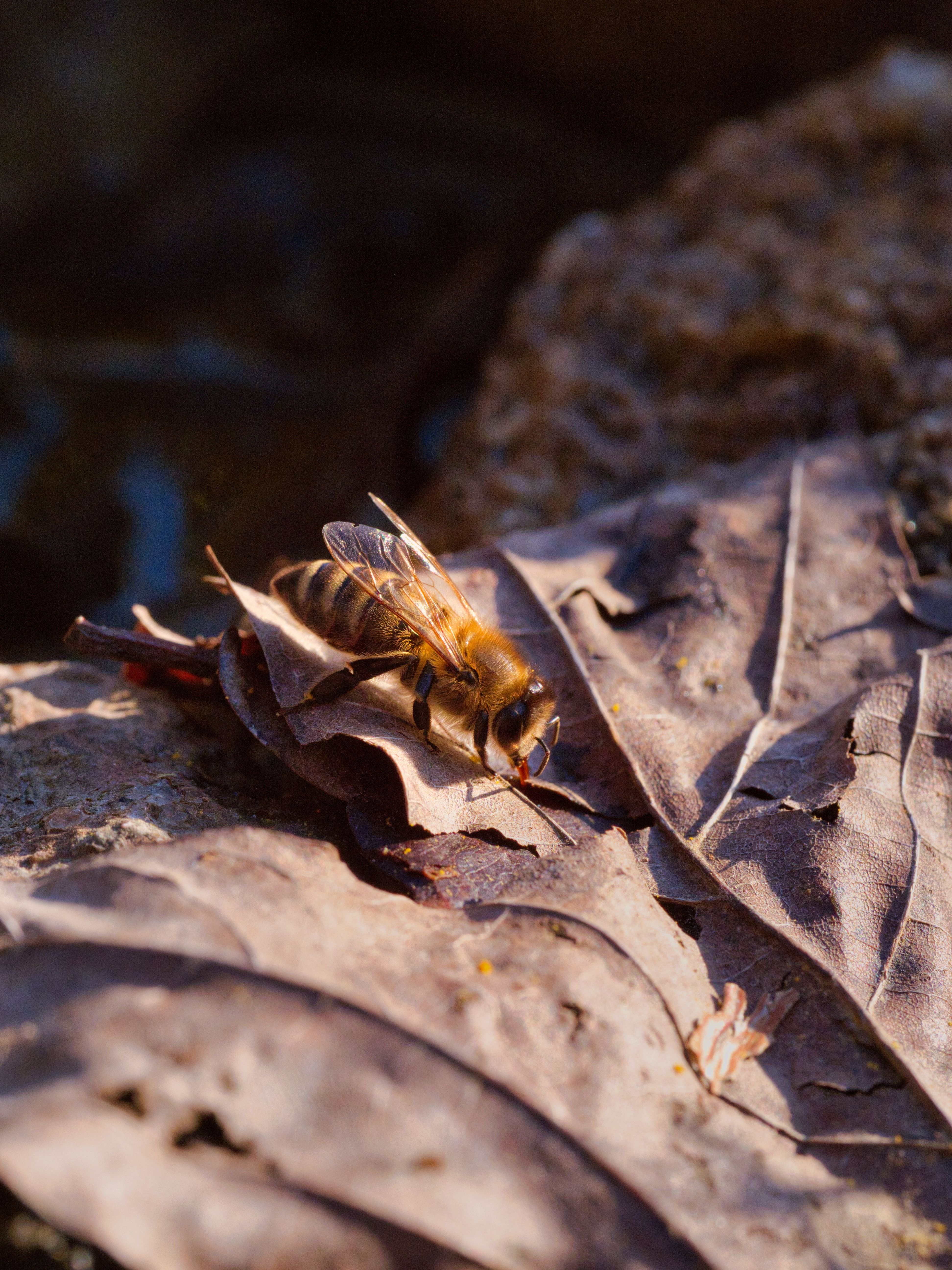Fall Honey Bee Photos, Download The BEST Free Fall Honey Bee Stock ...