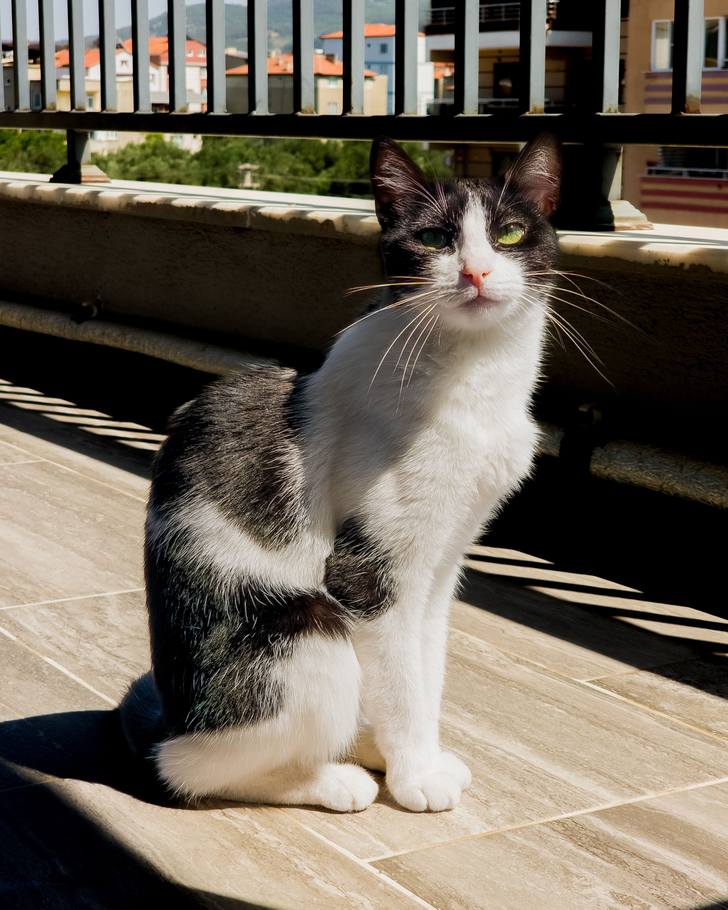 Animal Pics Photos, Download The BEST Free Animal Pics Stock Photos ...