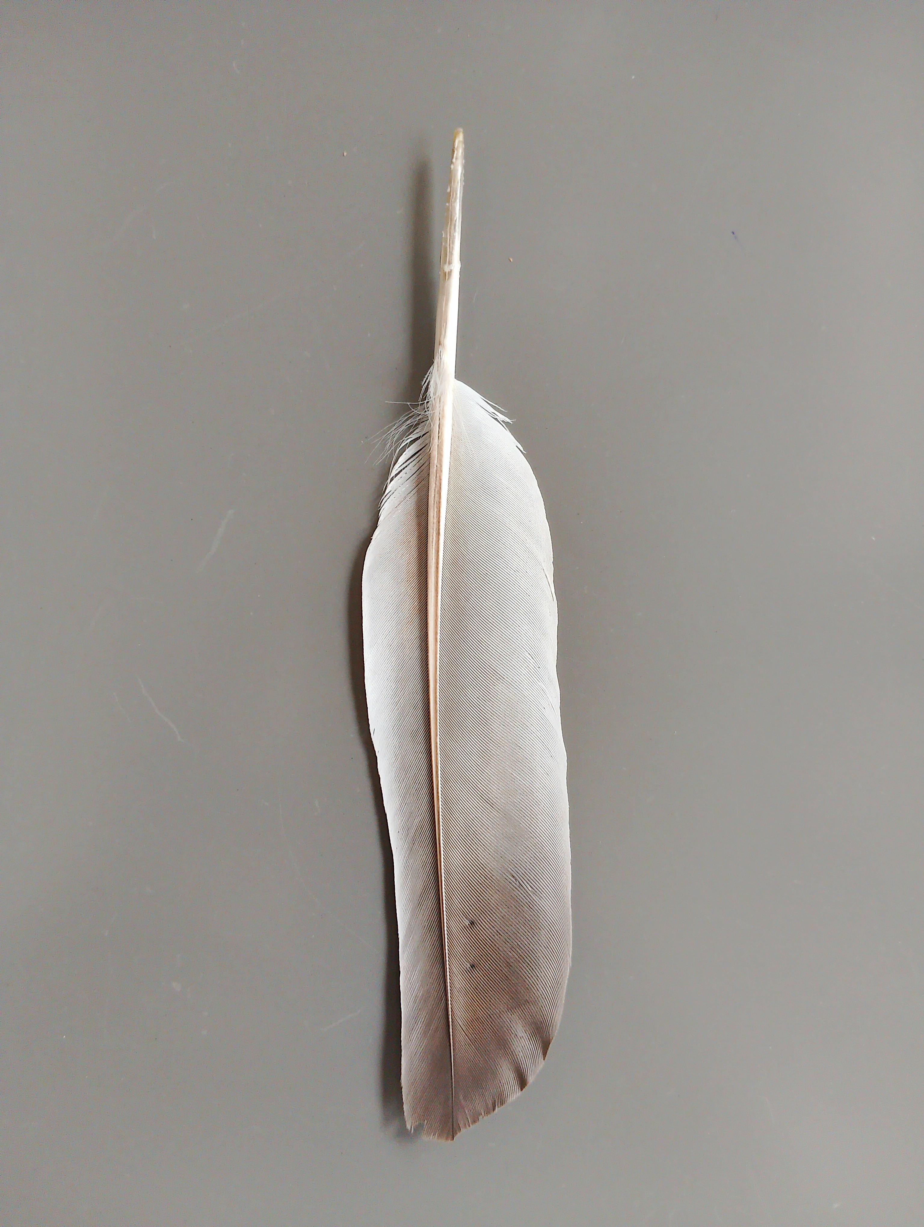 Single White Brown Feather · Free Stock Photo