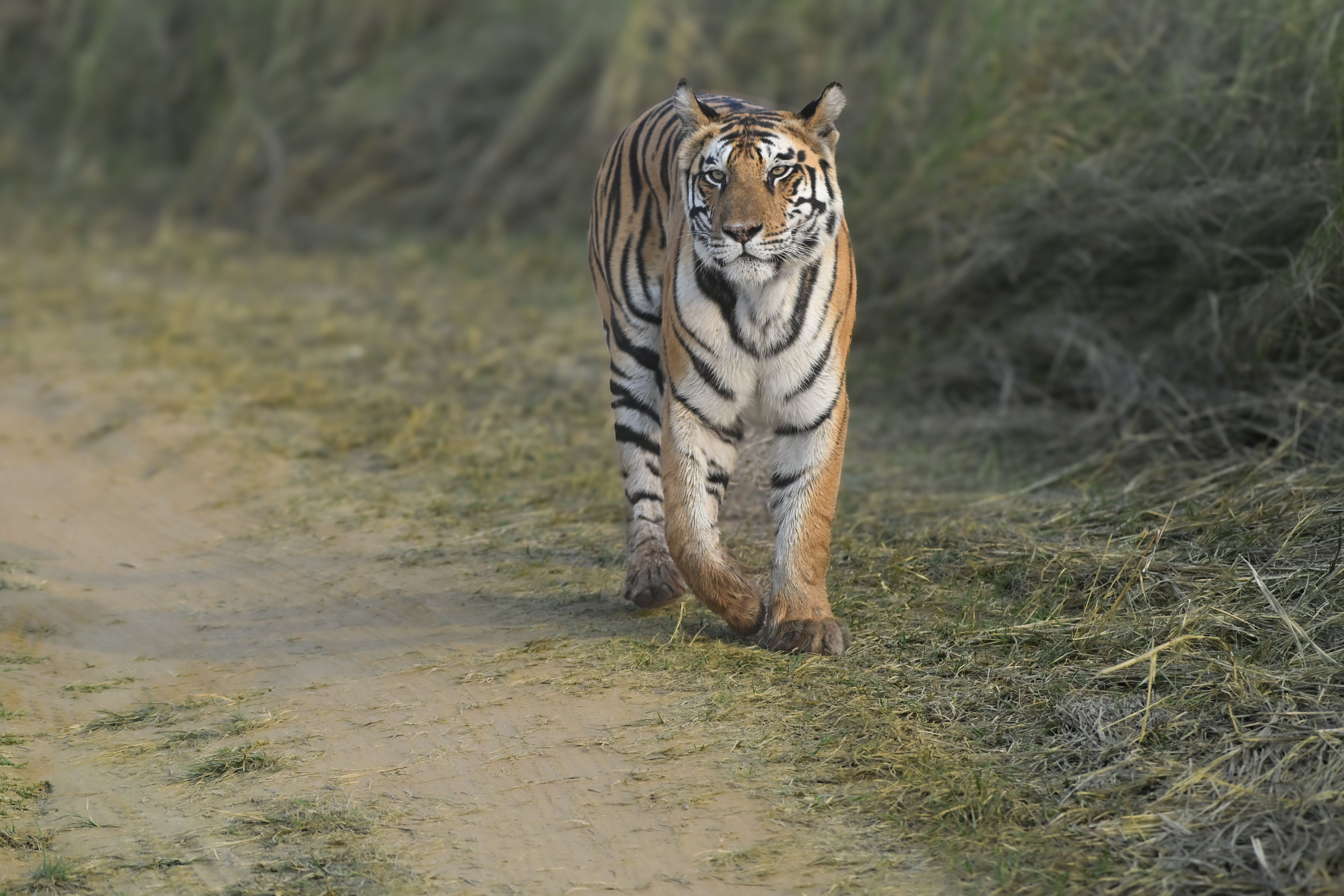 Majestic Bengal Tiger Walking Through Forest Path · Free Stock Photo