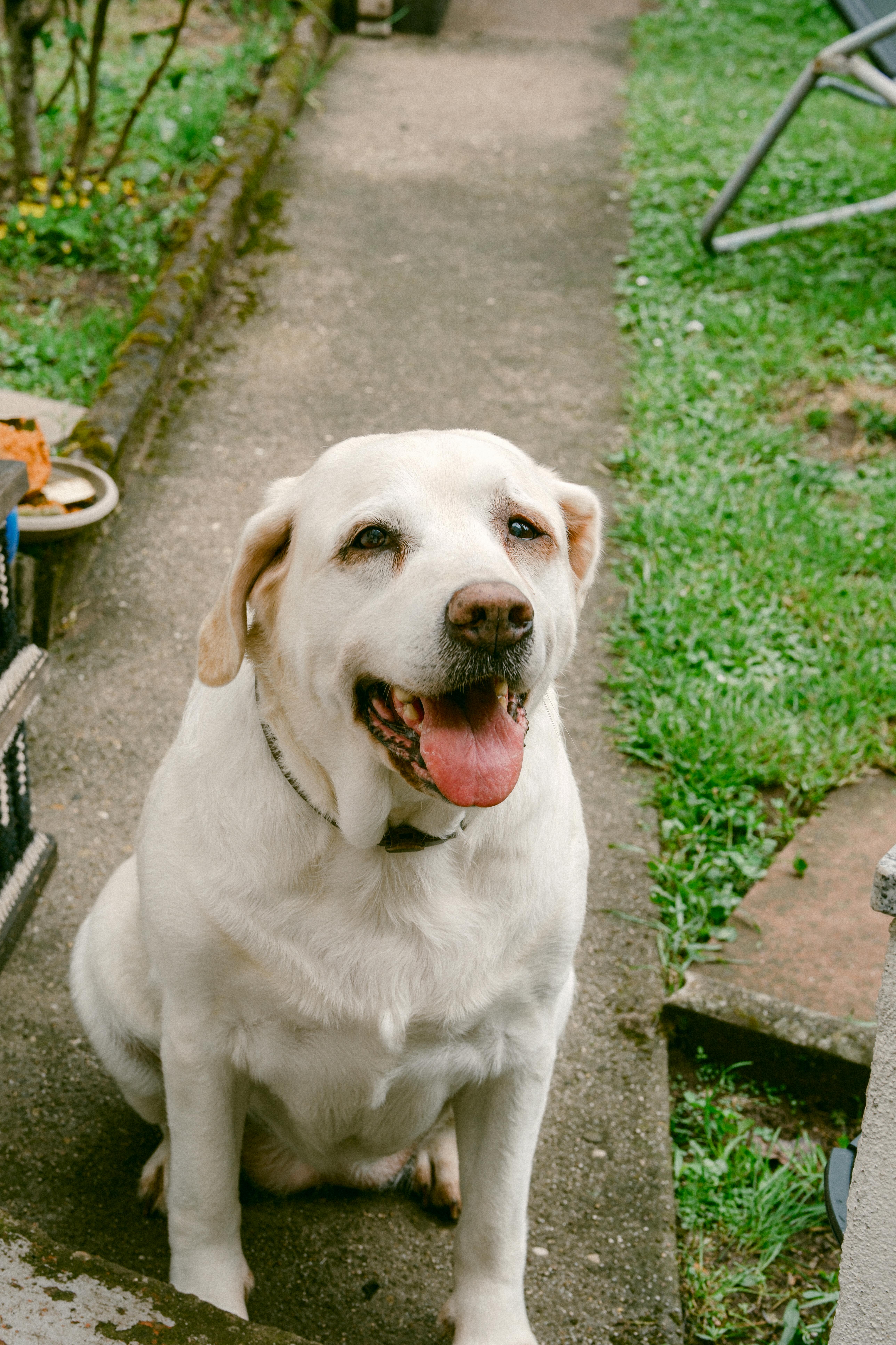 Lab Lab Jumping Photos, Download The BEST Free Lab Lab Jumping Stock ...