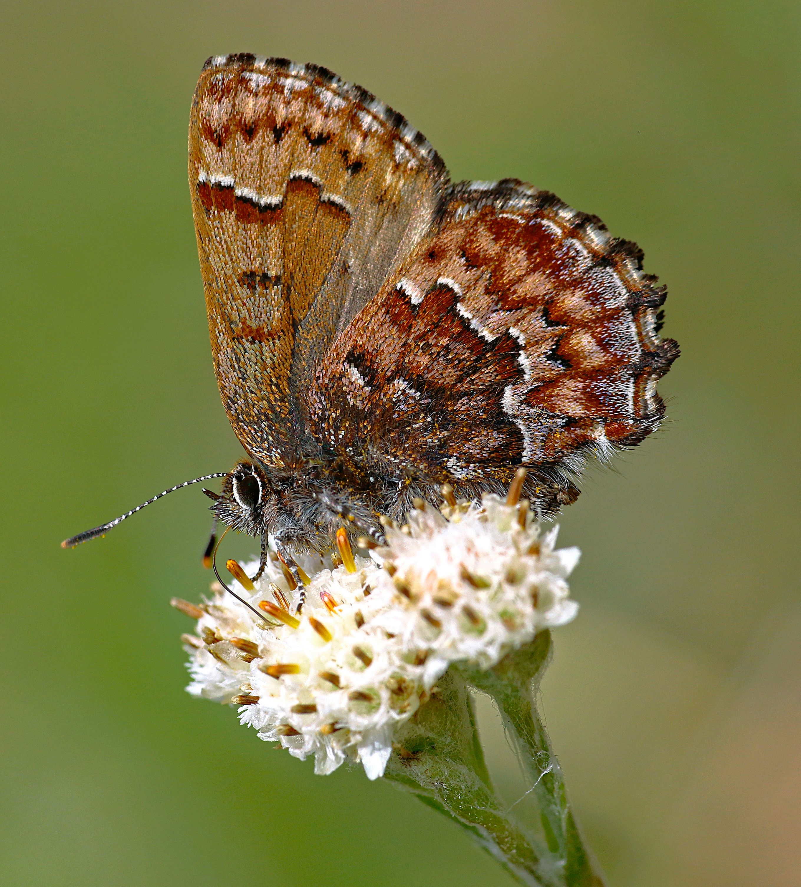 Close-Up of a Lycaenid Butterfly on a Flower · Free Stock Photo