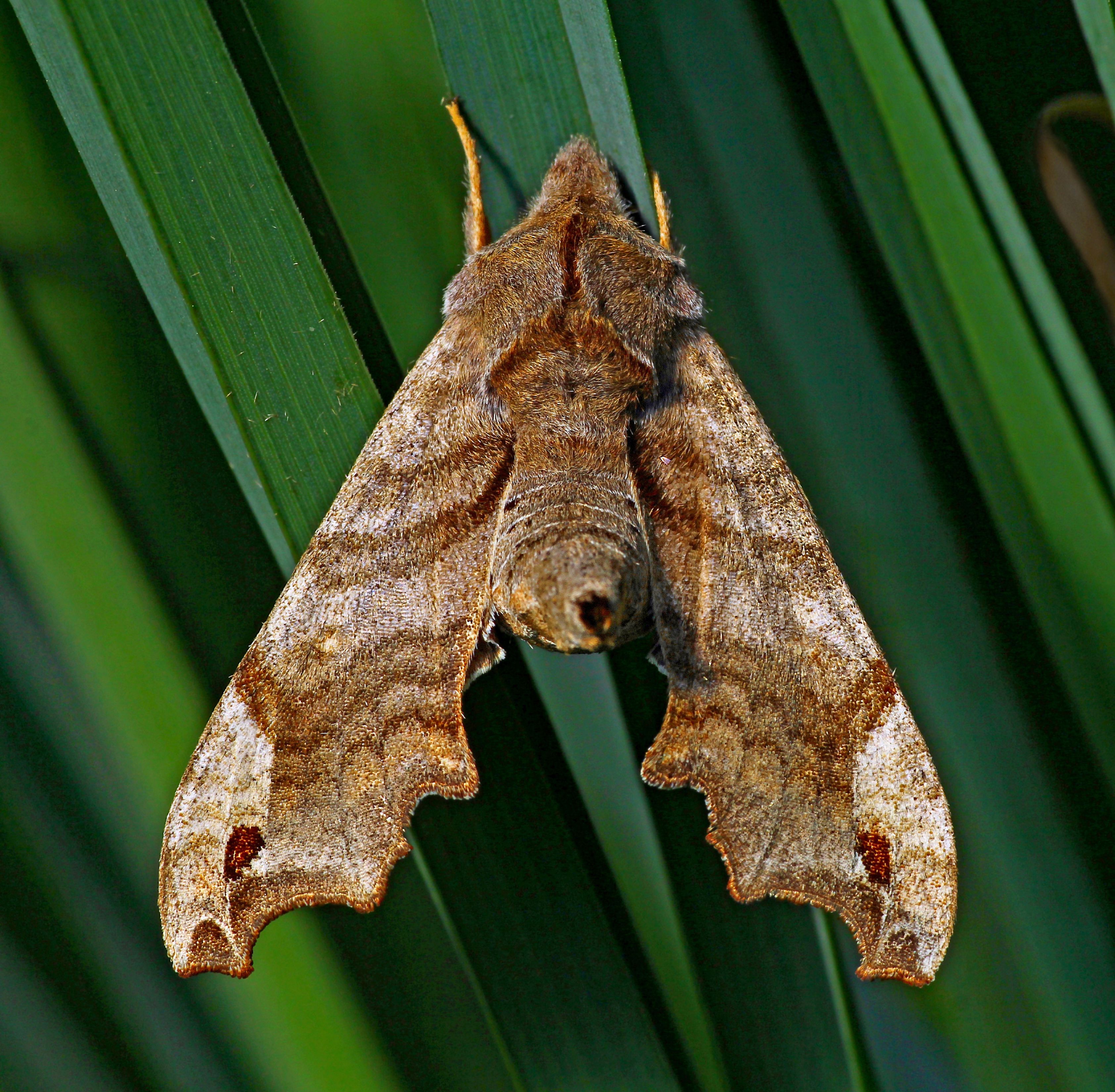 Moth Photos, Download The BEST Free Moth Stock Photos & HD Images
