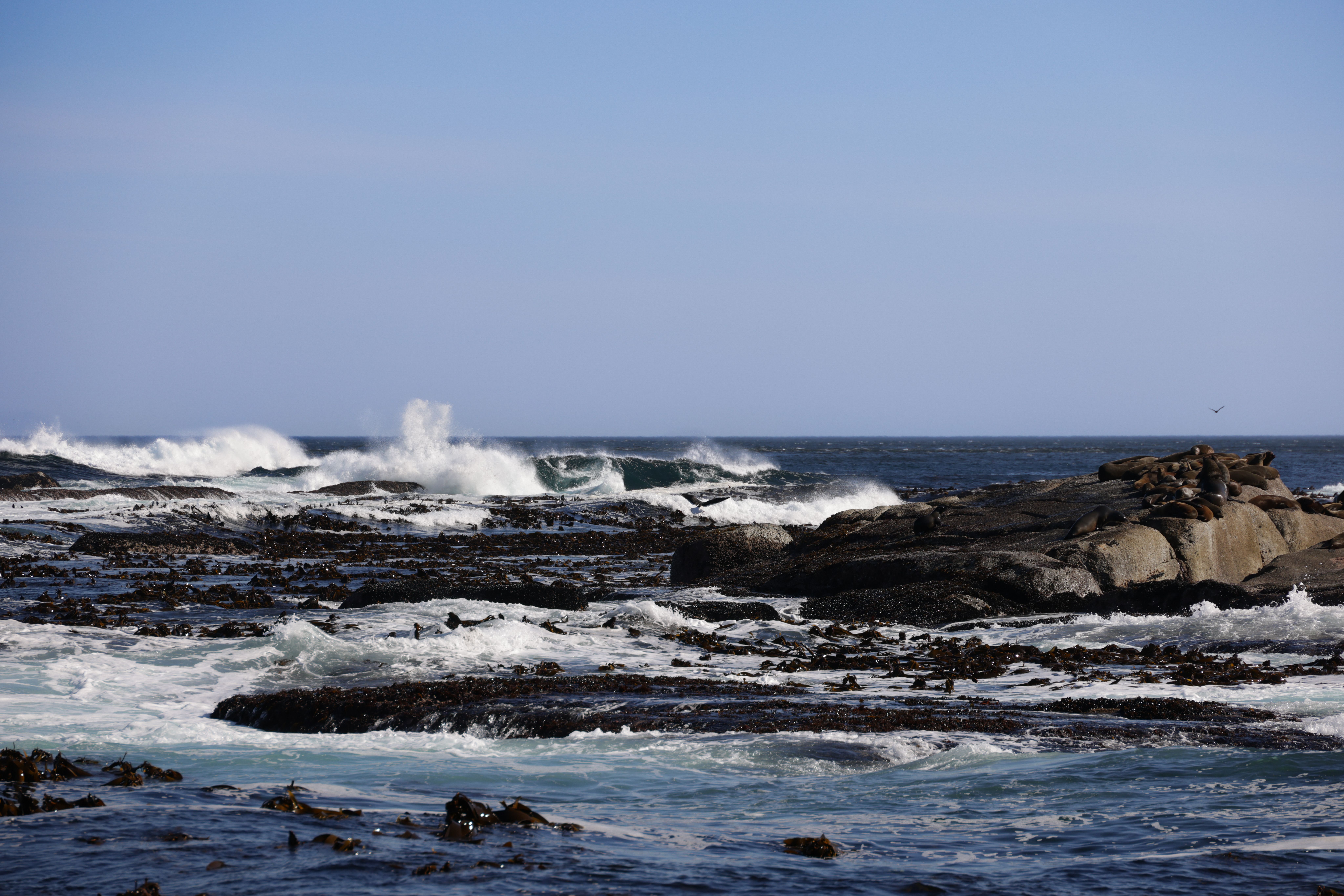 Seals Resting on Rocky Shore with Ocean Waves · Free Stock Photo