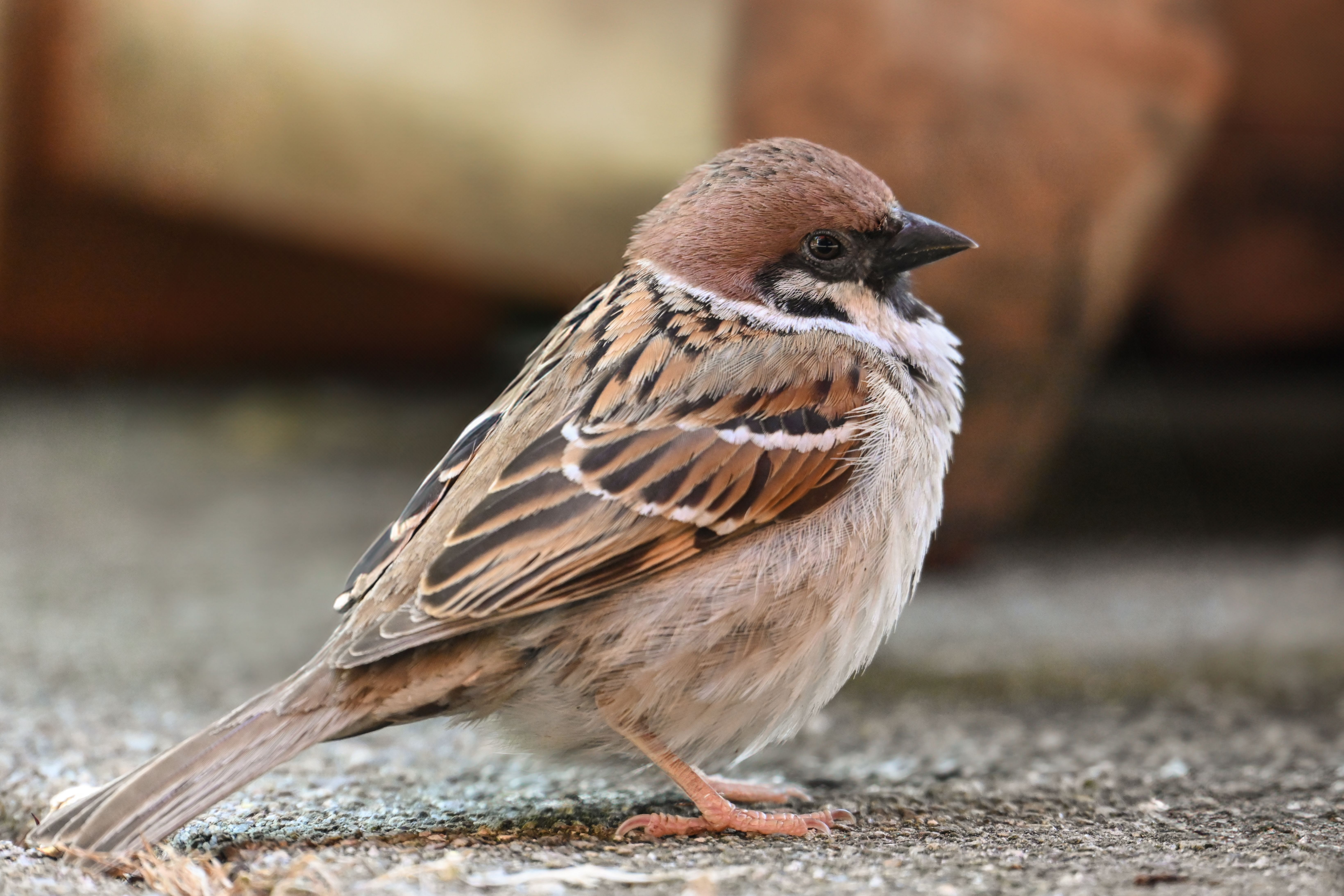 Close-Up of Sparrow Perched in Natural Habitat · Free Stock Photo