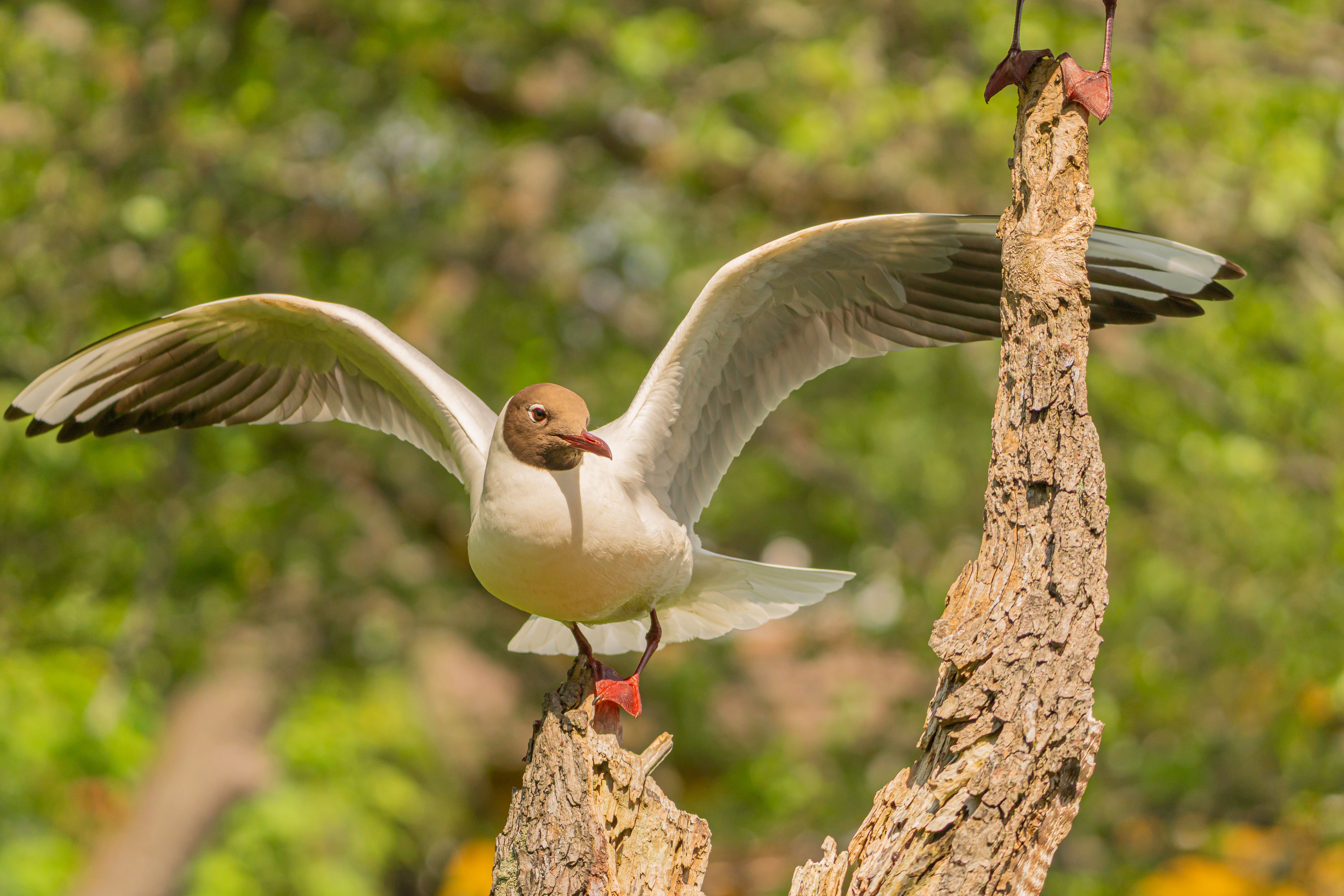 Sparrow Landing on a Branch · Free Stock Photo