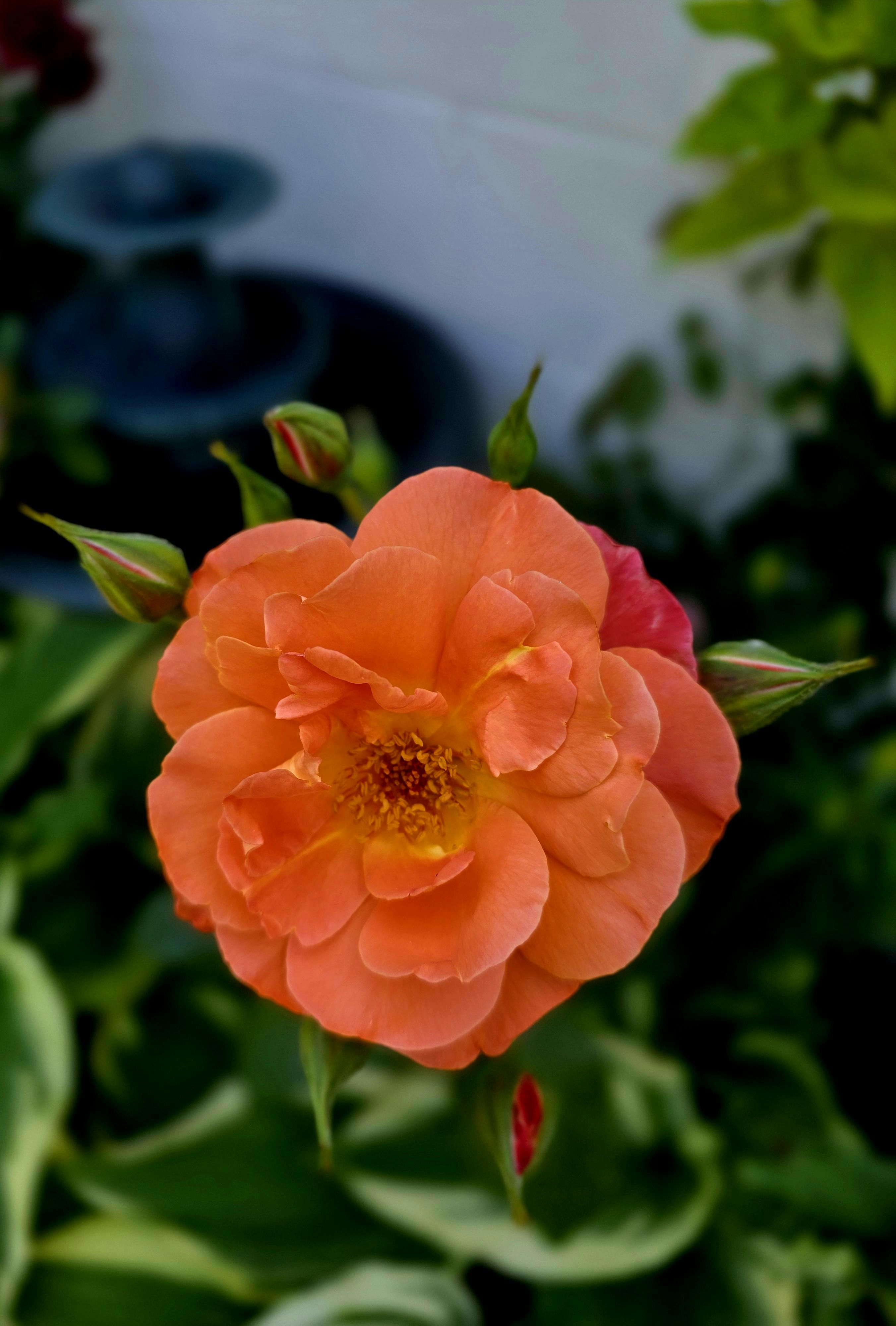 Vibrant Orange Rose Bloom with Buds in Garden · Free Stock Photo