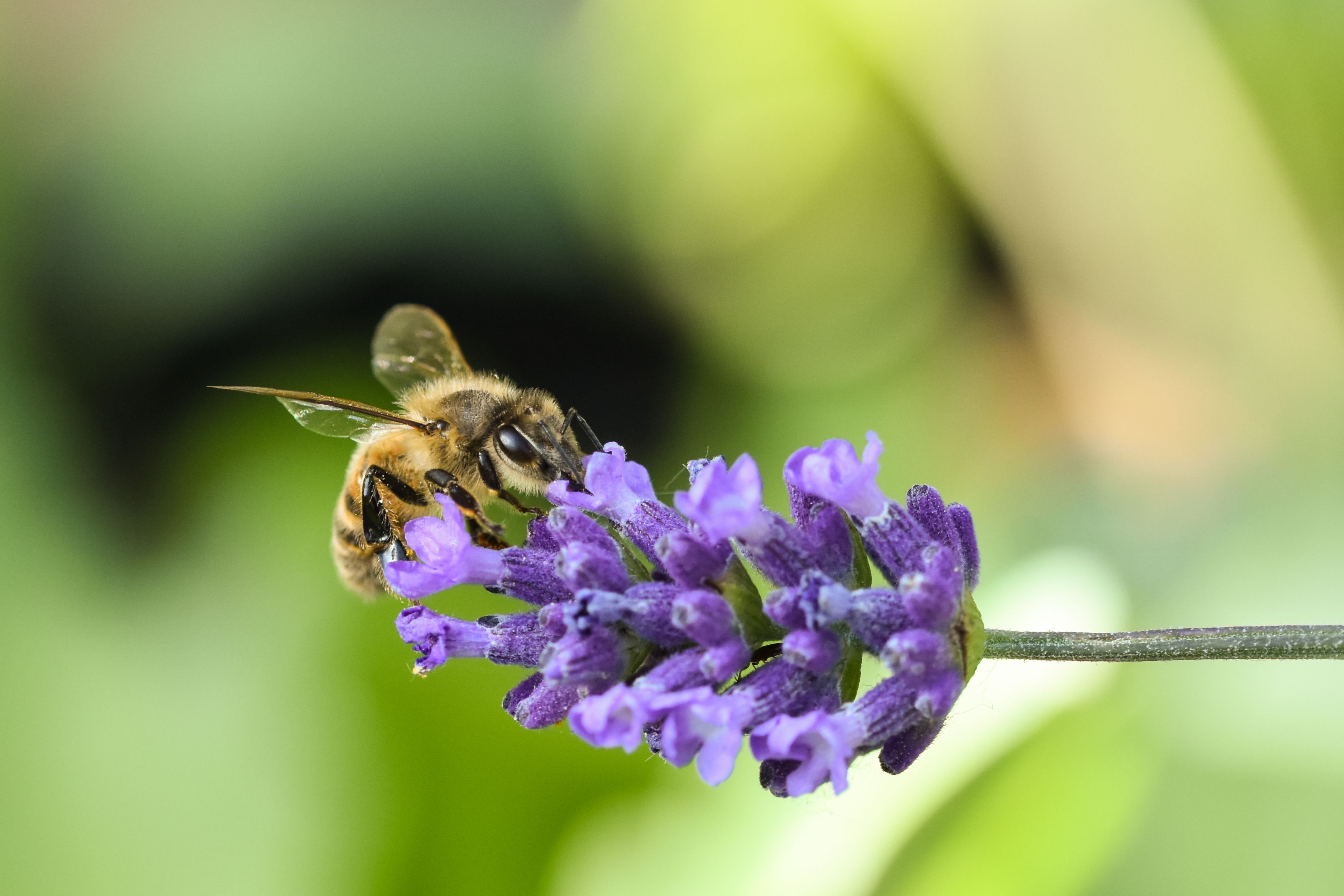 Vista Macro De Una Abeja Polinizando Una Flor De Lavanda · Foto de ...