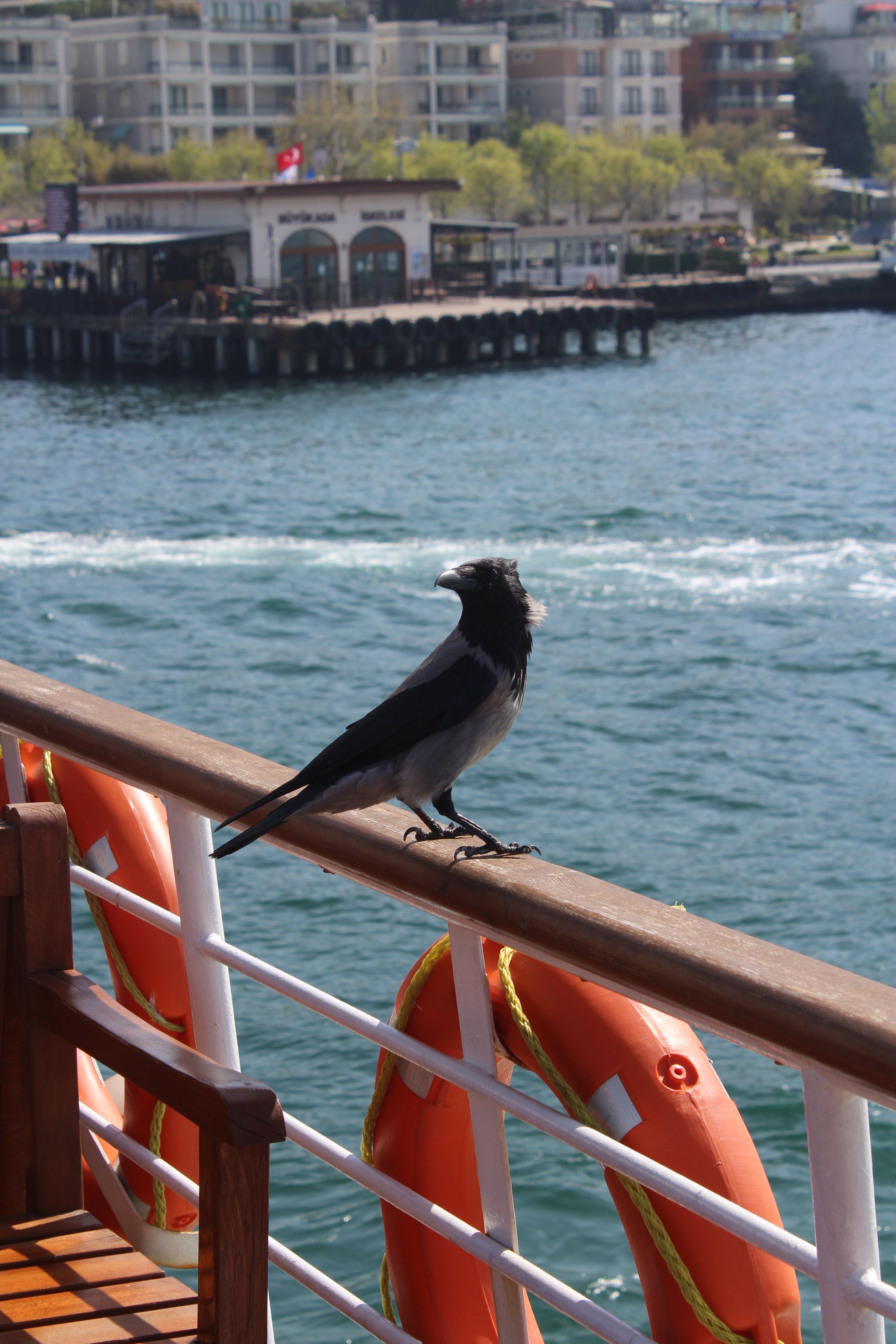 Hooded Crow on Istanbul Ferry with Scenic View · Free Stock Photo