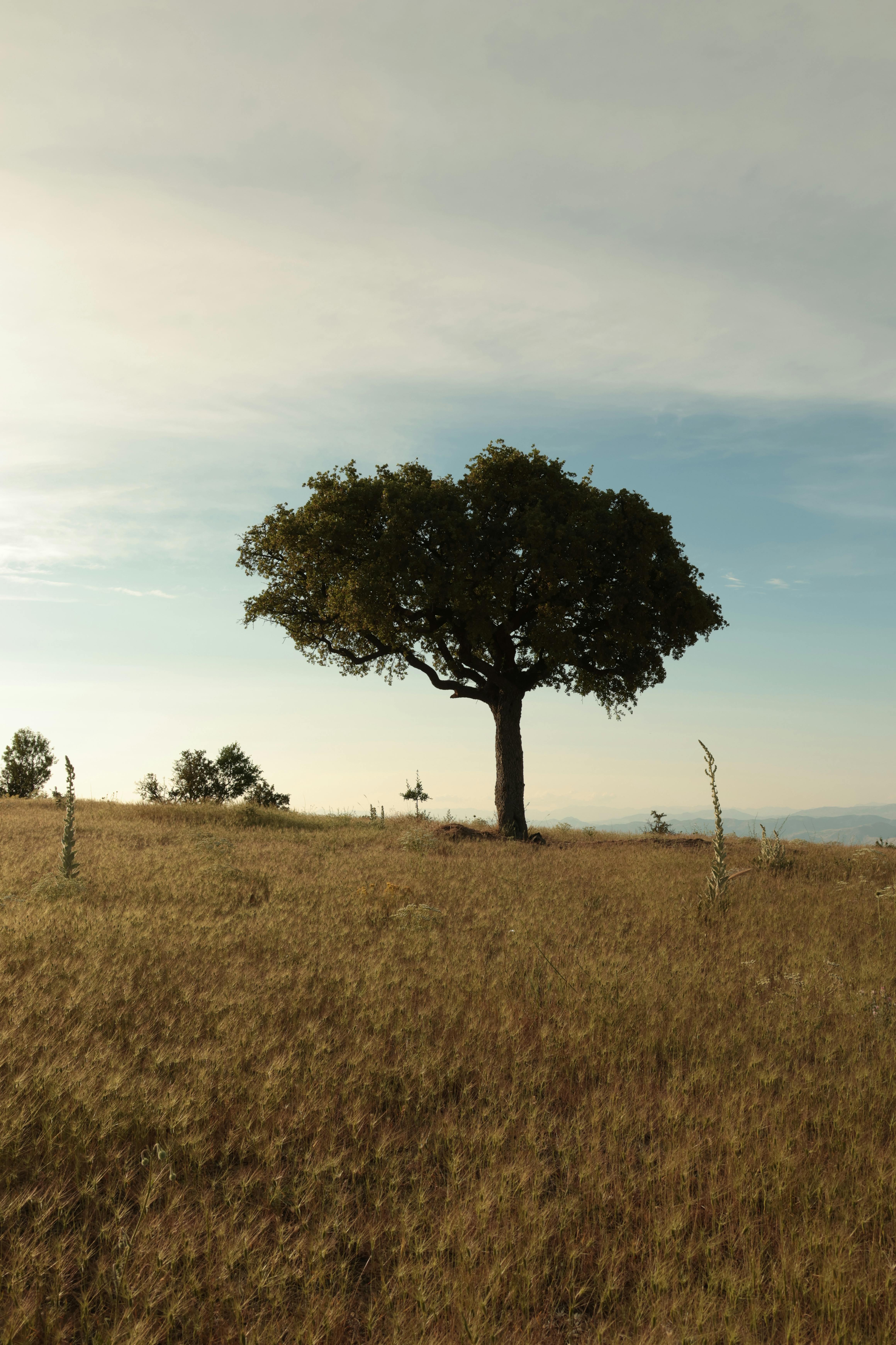 Single Tree Photos, Download The BEST Free Single Tree Stock Photos ...