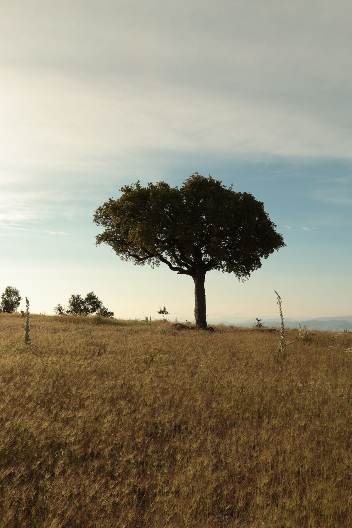 Single Tree Photos, Download The BEST Free Single Tree Stock Photos ...