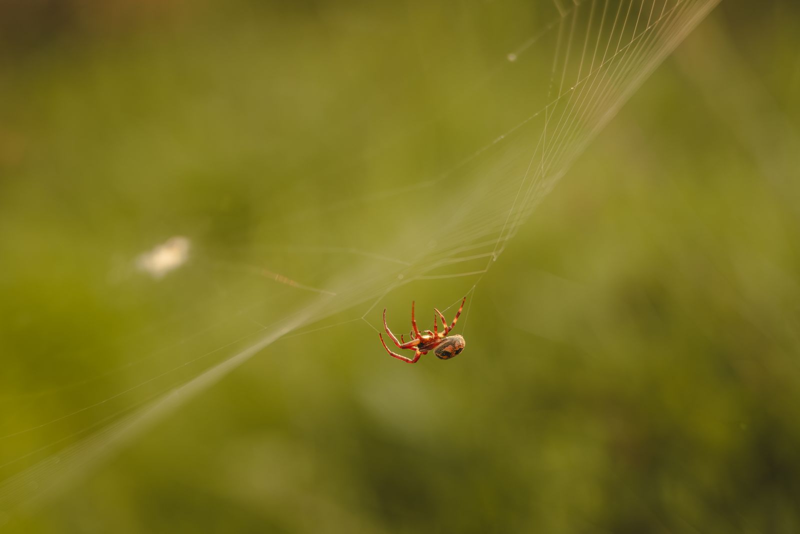 Spider Aesthetic Photos, Download The BEST Free Spider Aesthetic Stock ...