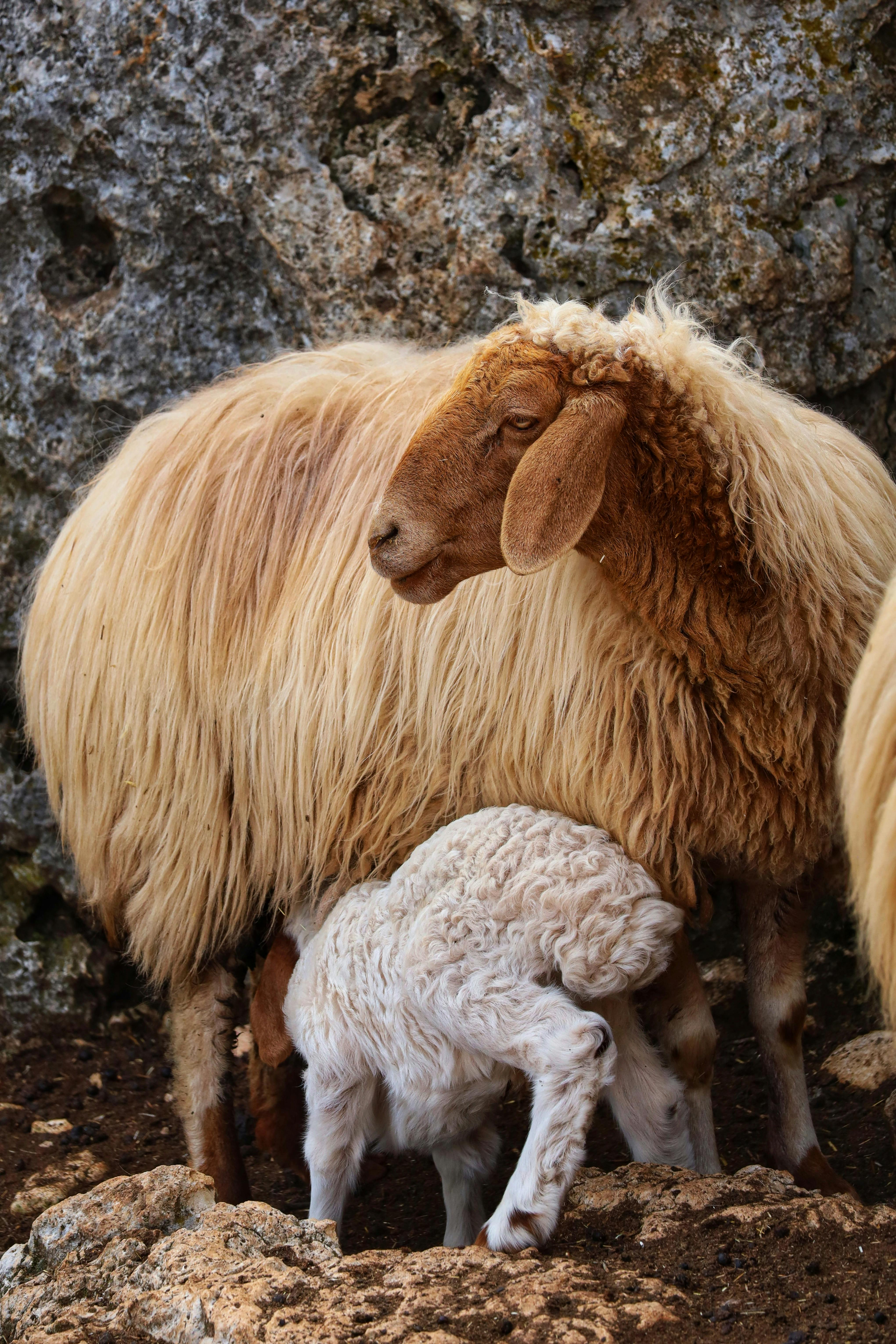 Bibir Lab Lamb Photos, Download The BEST Free Bibir Lab Lamb Stock ...