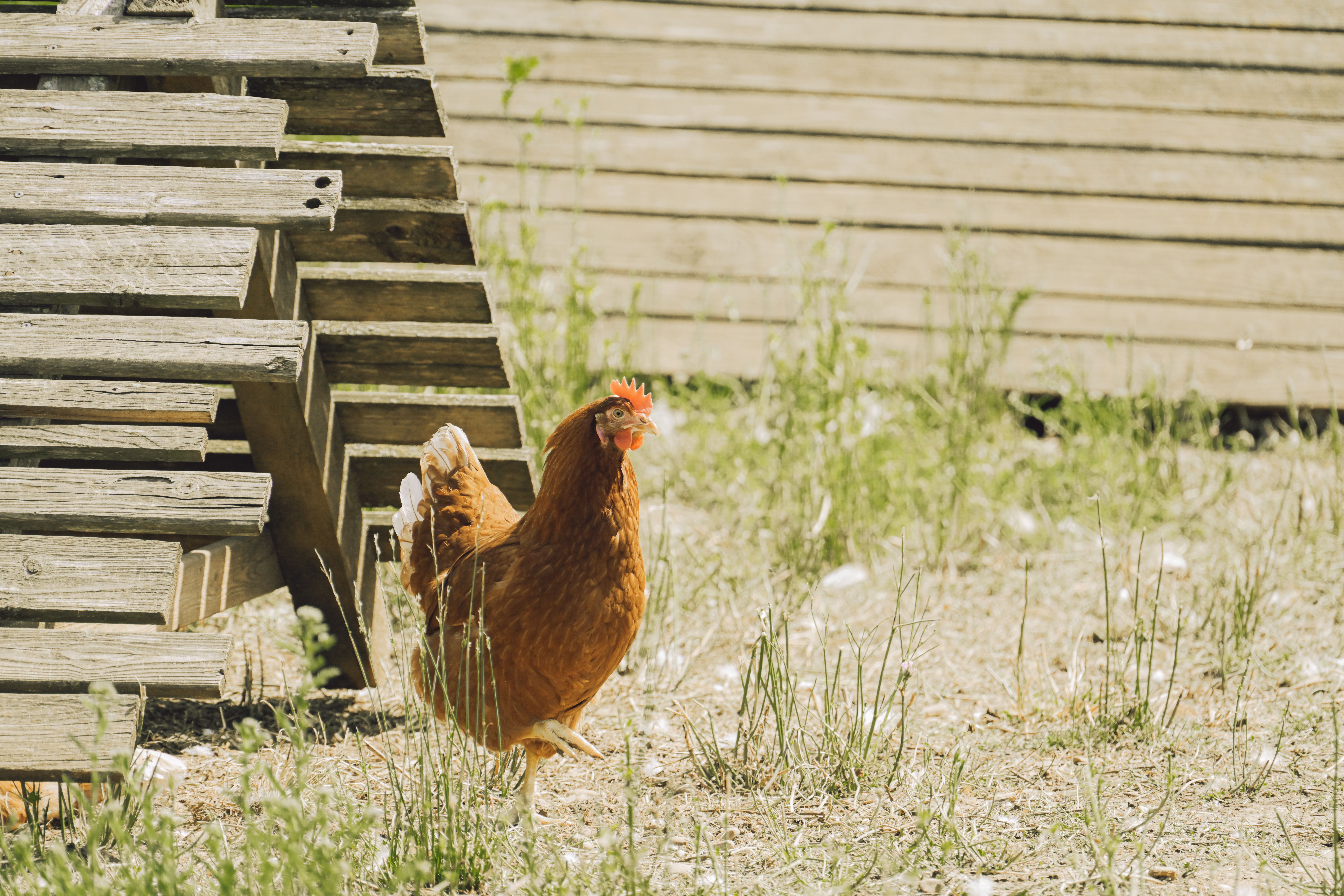 Gallina De Corral En Un Gallinero Rústico · Foto de stock gratuita