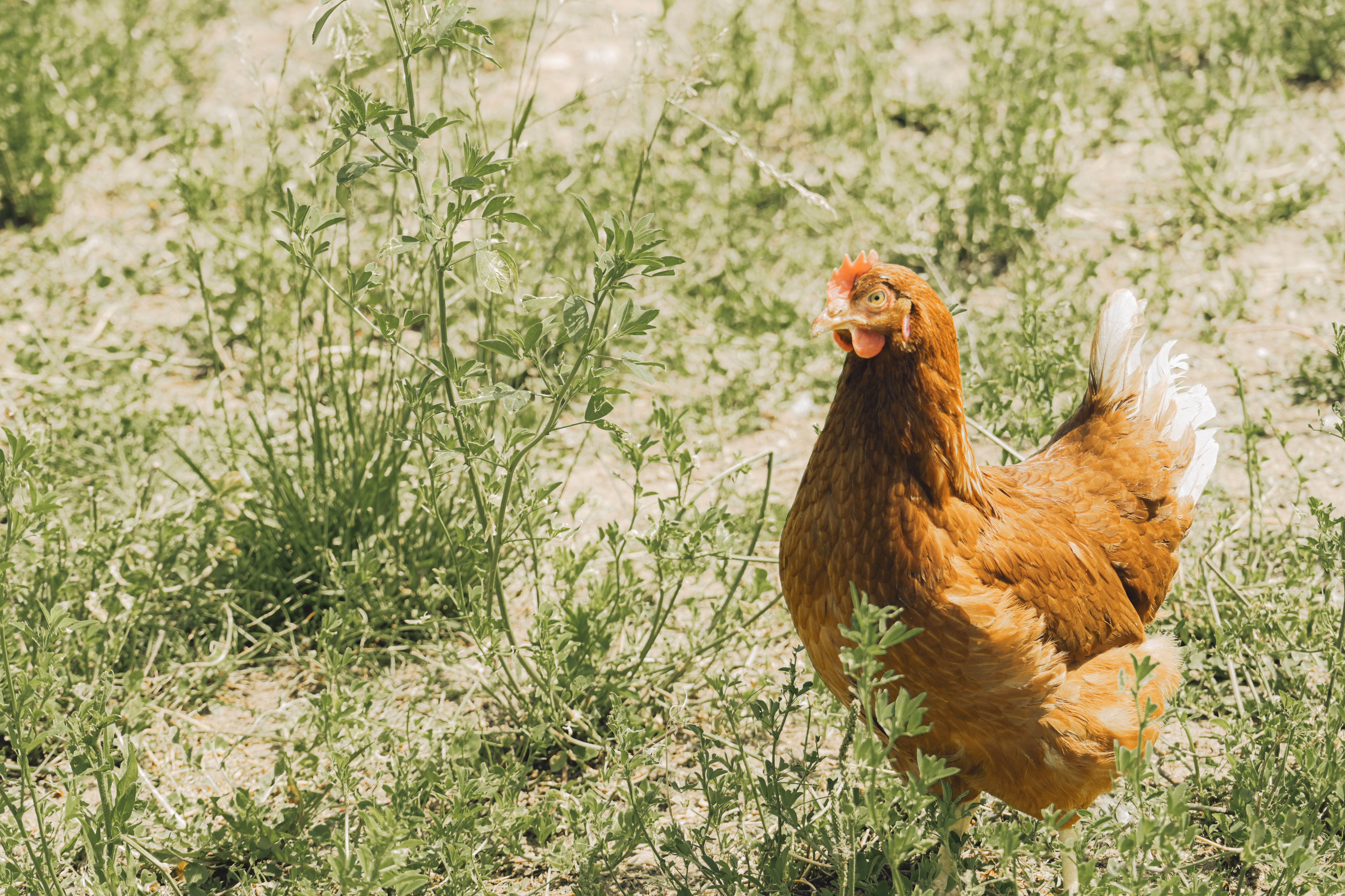 Free Range Chicken in Sunny Field Outdoors · Free Stock Photo