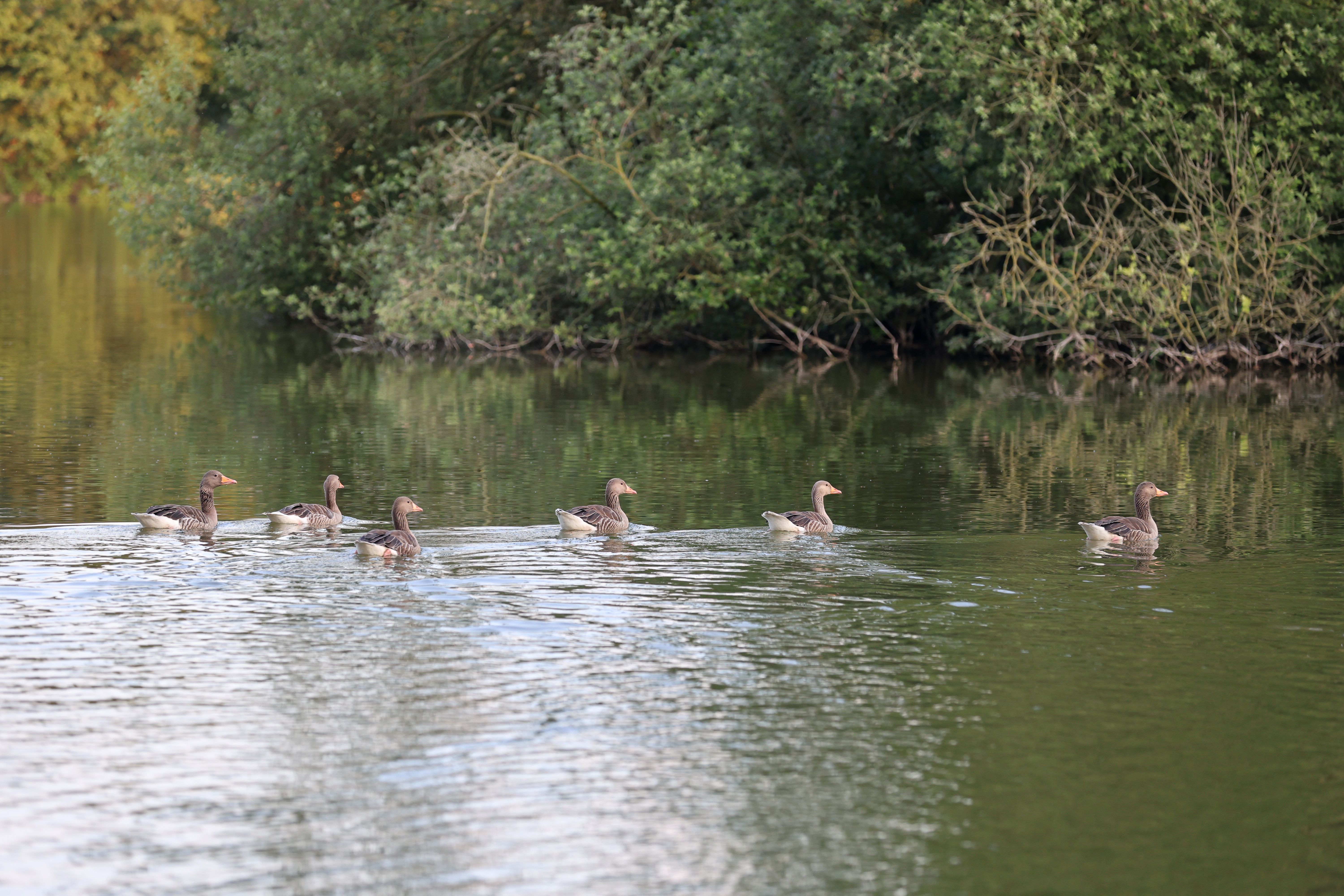 Animated Goose Photos, Download The BEST Free Animated Goose Stock ...