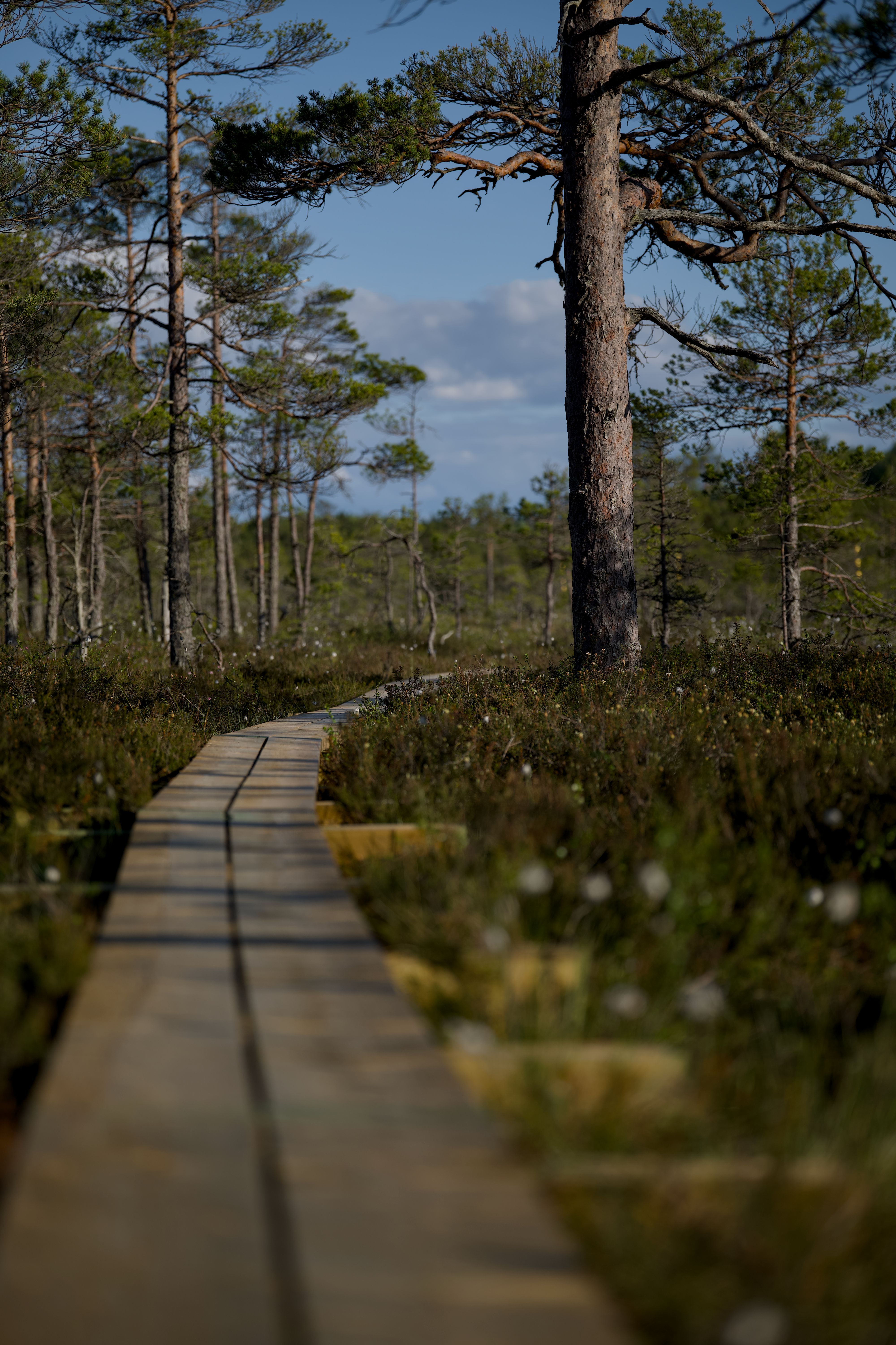 Forest Landscape Photos, Download The BEST Free Forest Landscape Stock ...