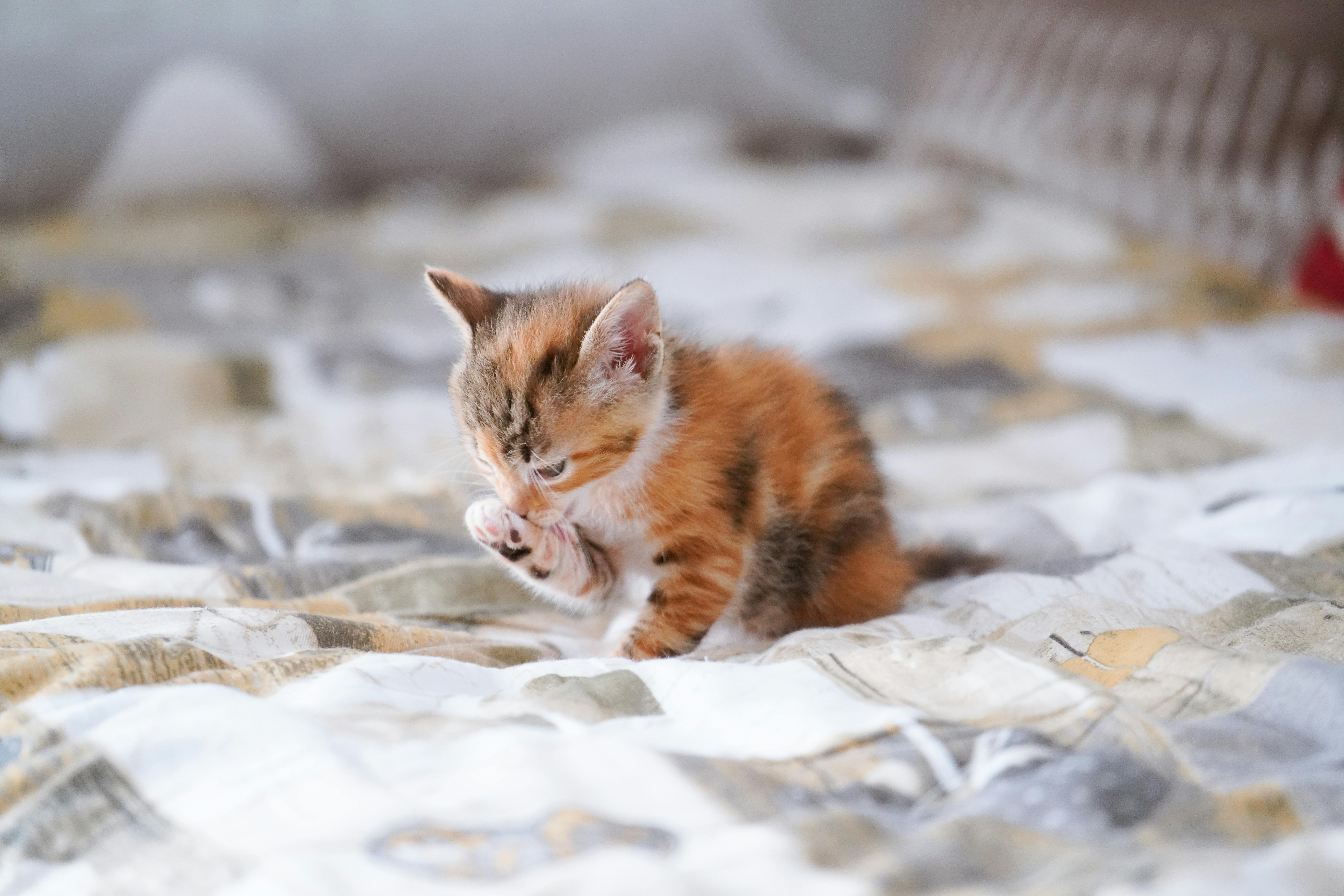 Adorable Kitten Grooming on Bed · Free Stock Photo