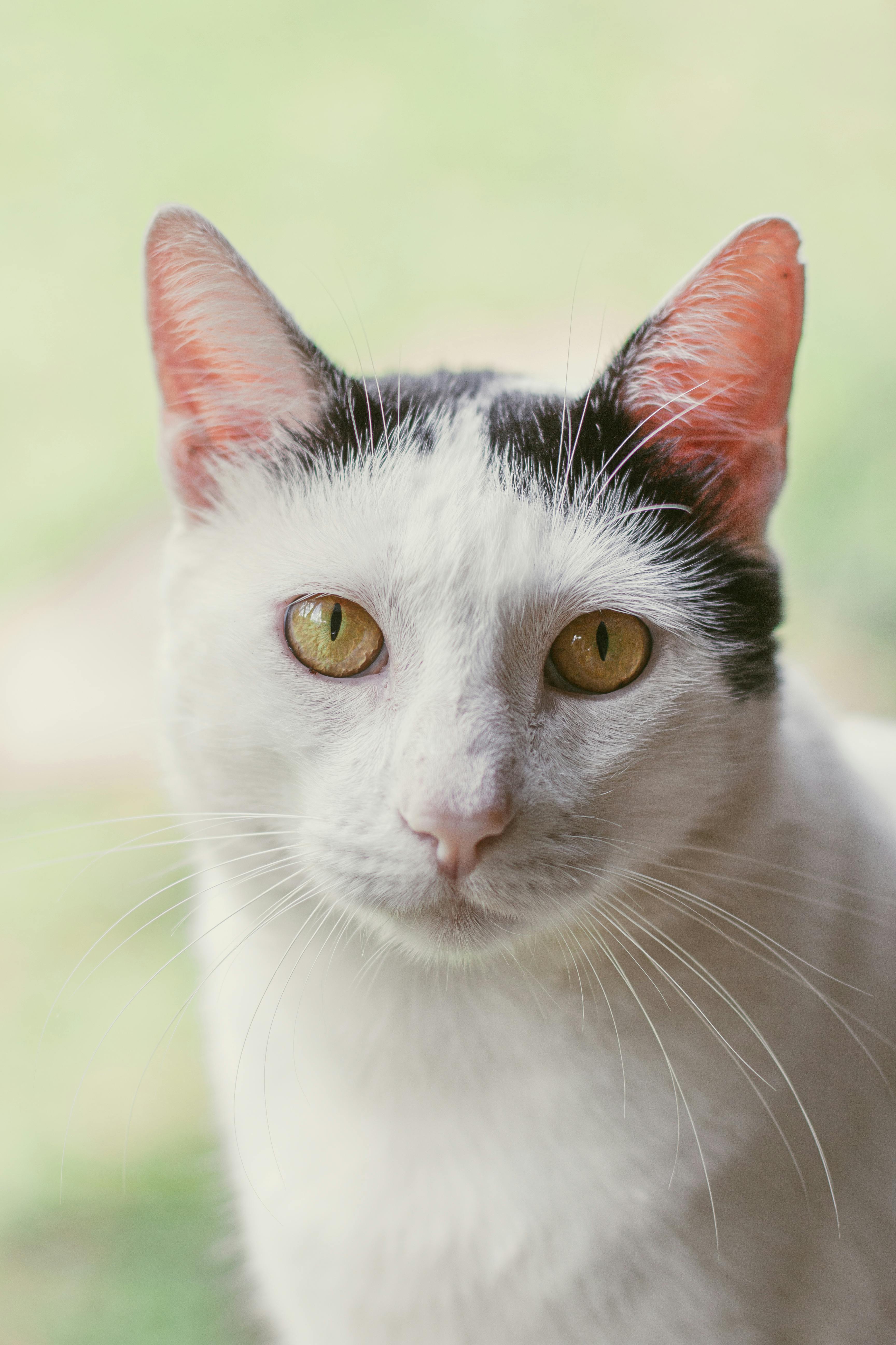 Freaky Cat Photos, Download The BEST Free Freaky Cat Stock Photos & HD ...