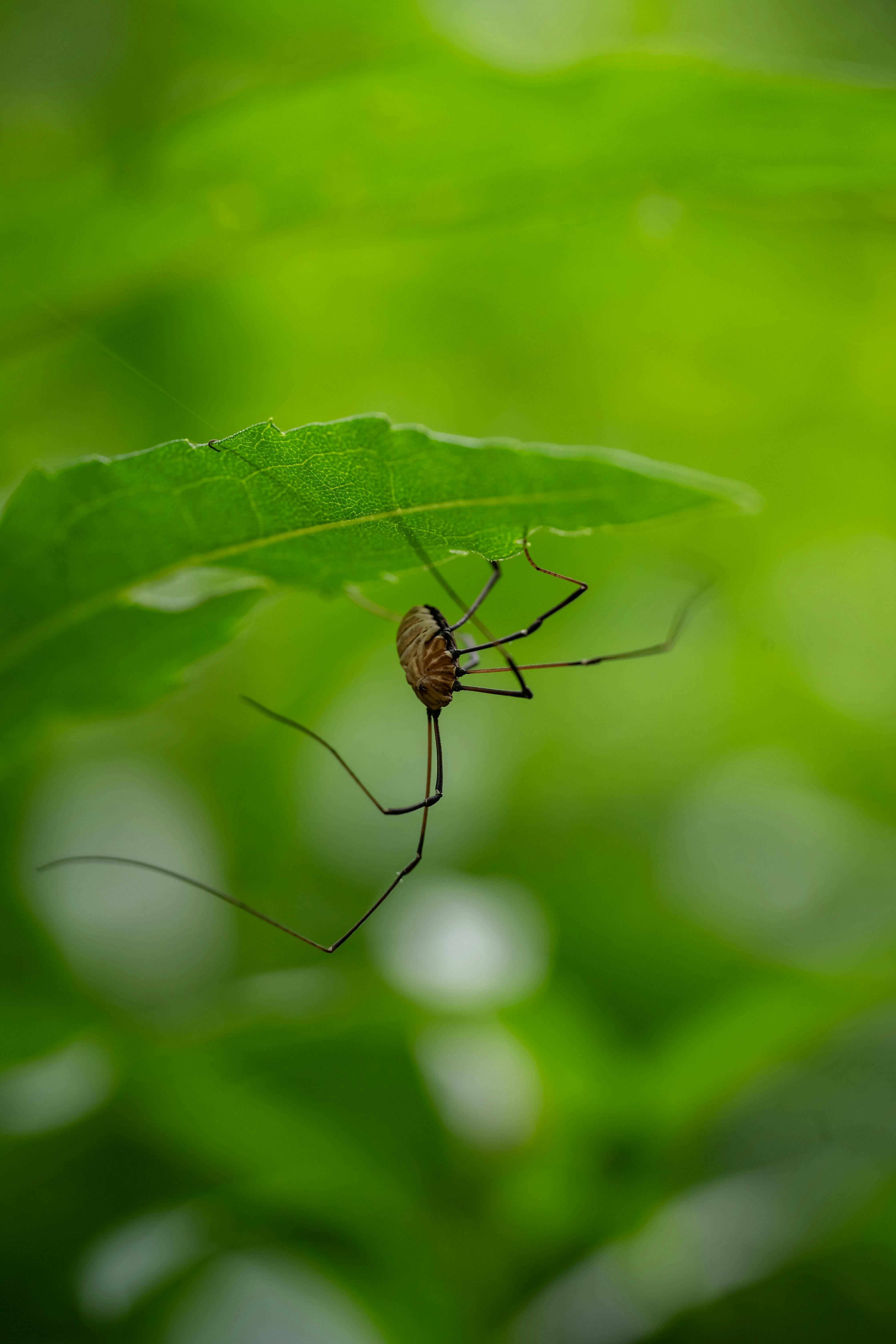 Close-up of a Daddy Longlegs on Leaf · Free Stock Photo