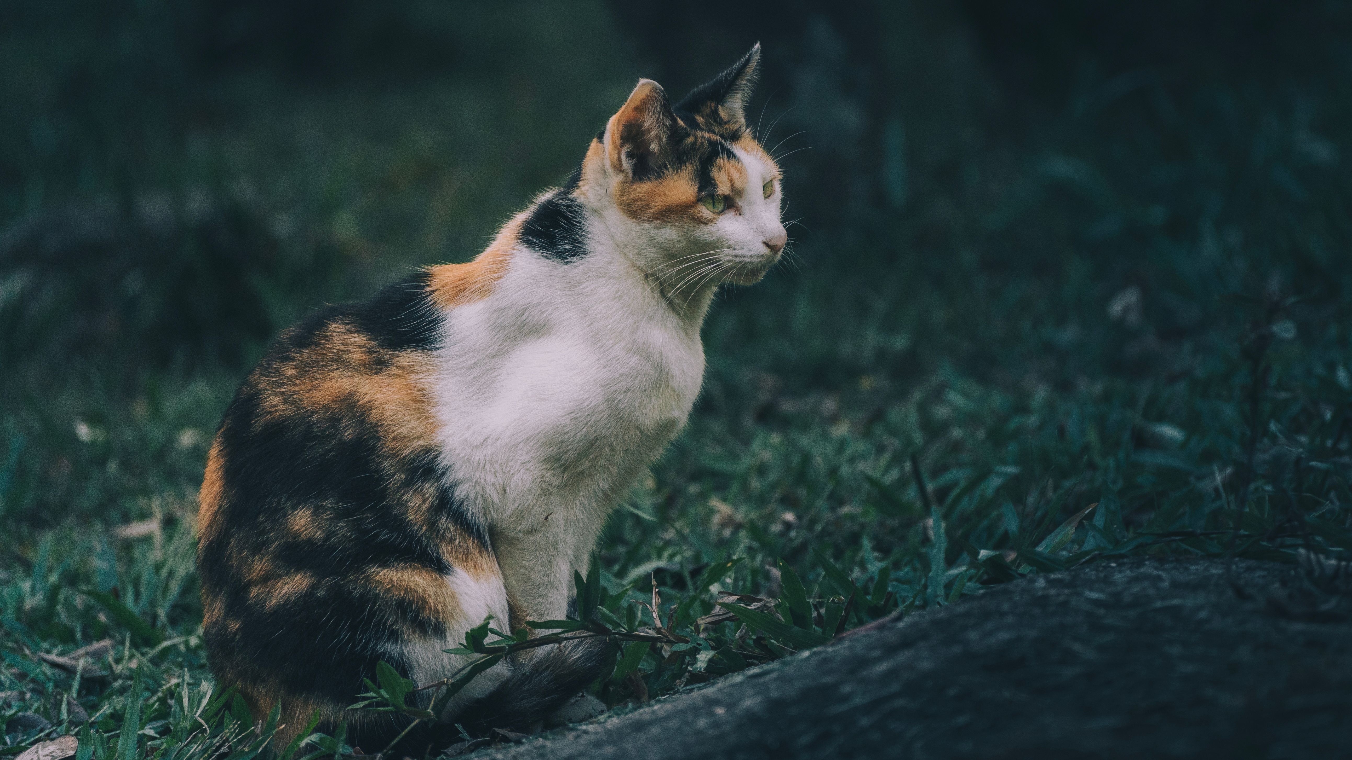 Calico cat sitting outdoors on grass · Free Stock Photo