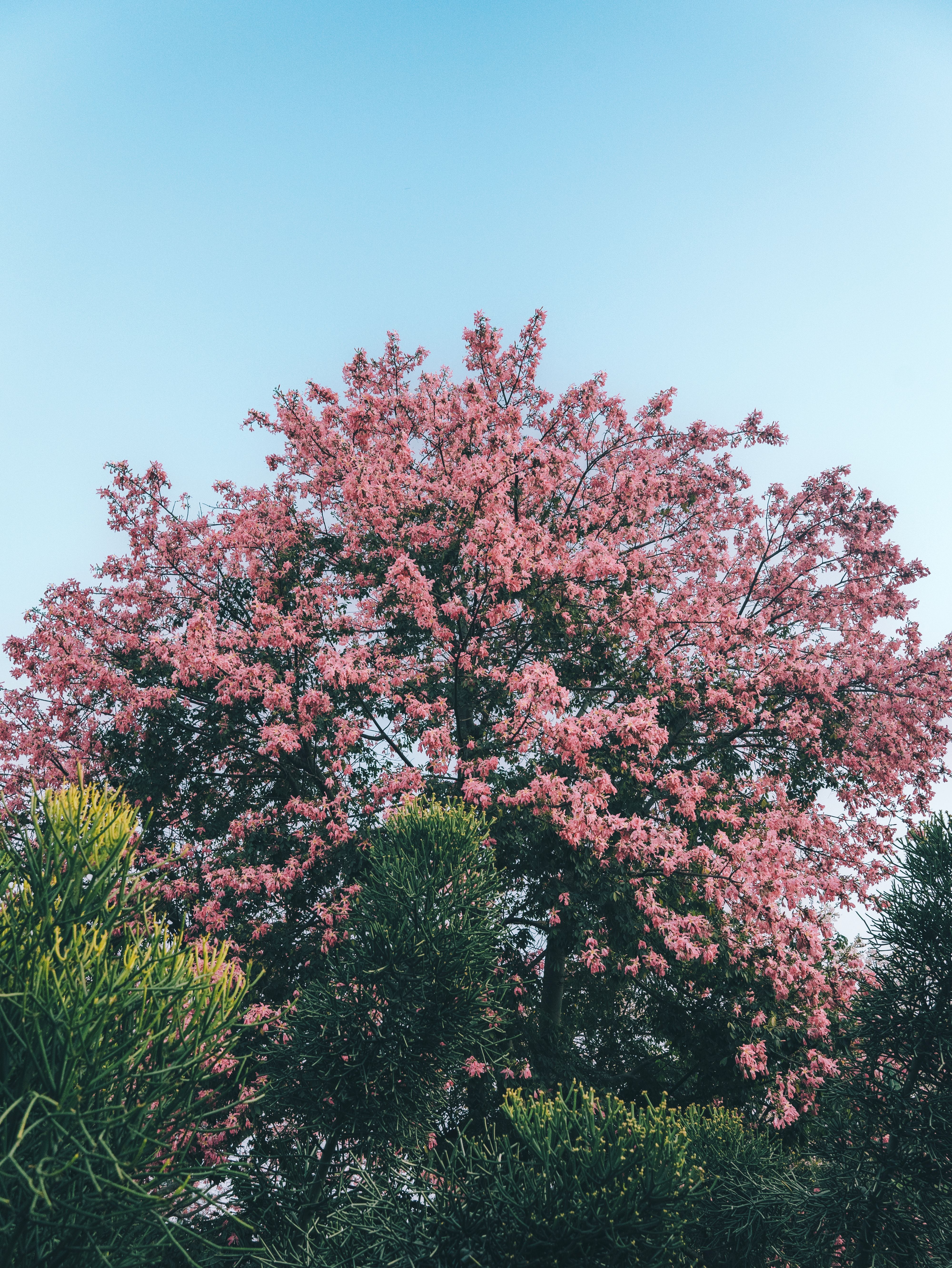 Beautiful Blooming Pink Flower Tree in Spring · Free Stock Photo