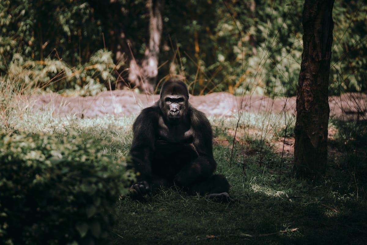 Albino Western Lowland Gorilla Facts & Research