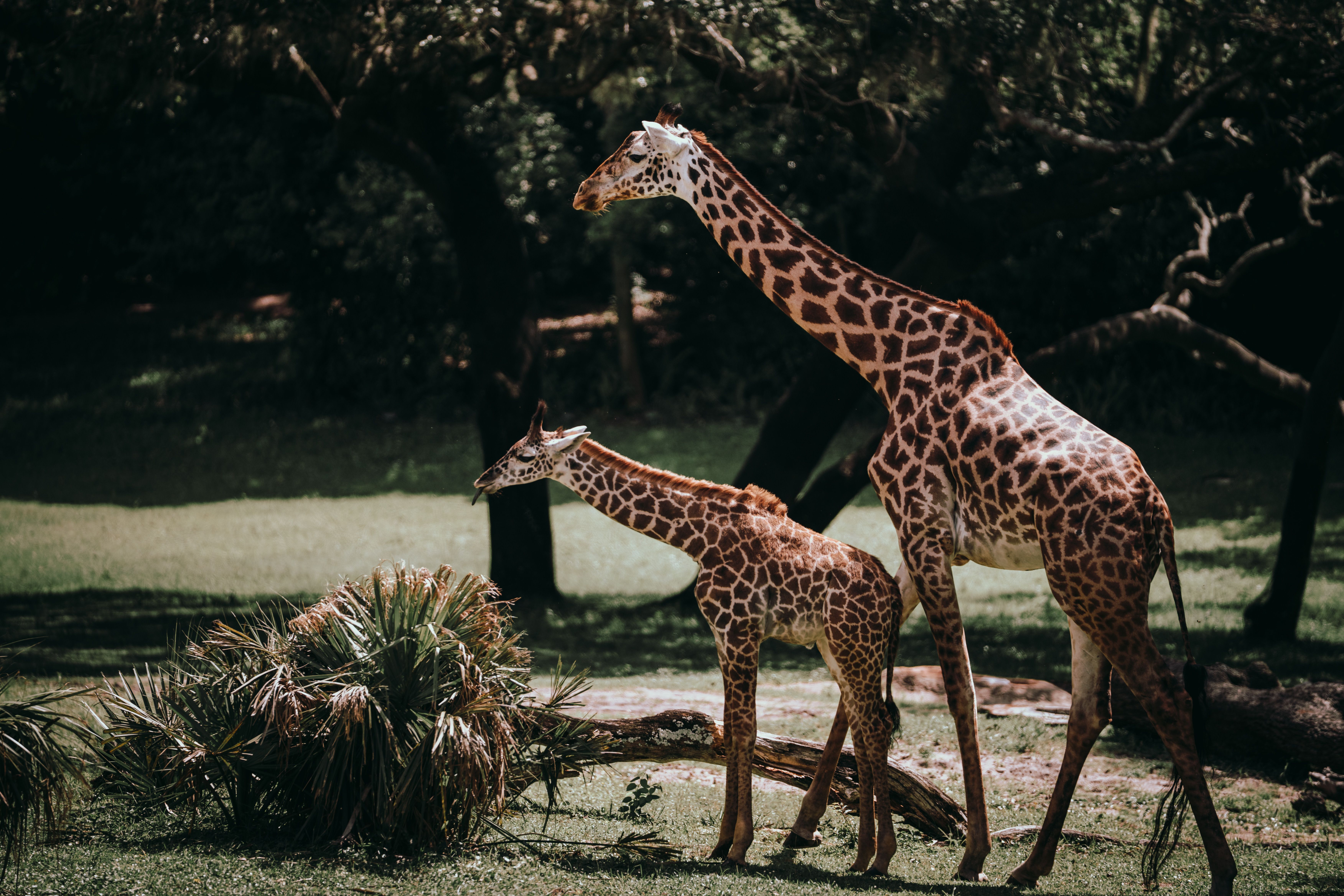 Graceful Giraffes in Lush Green Habitat · Free Stock Photo