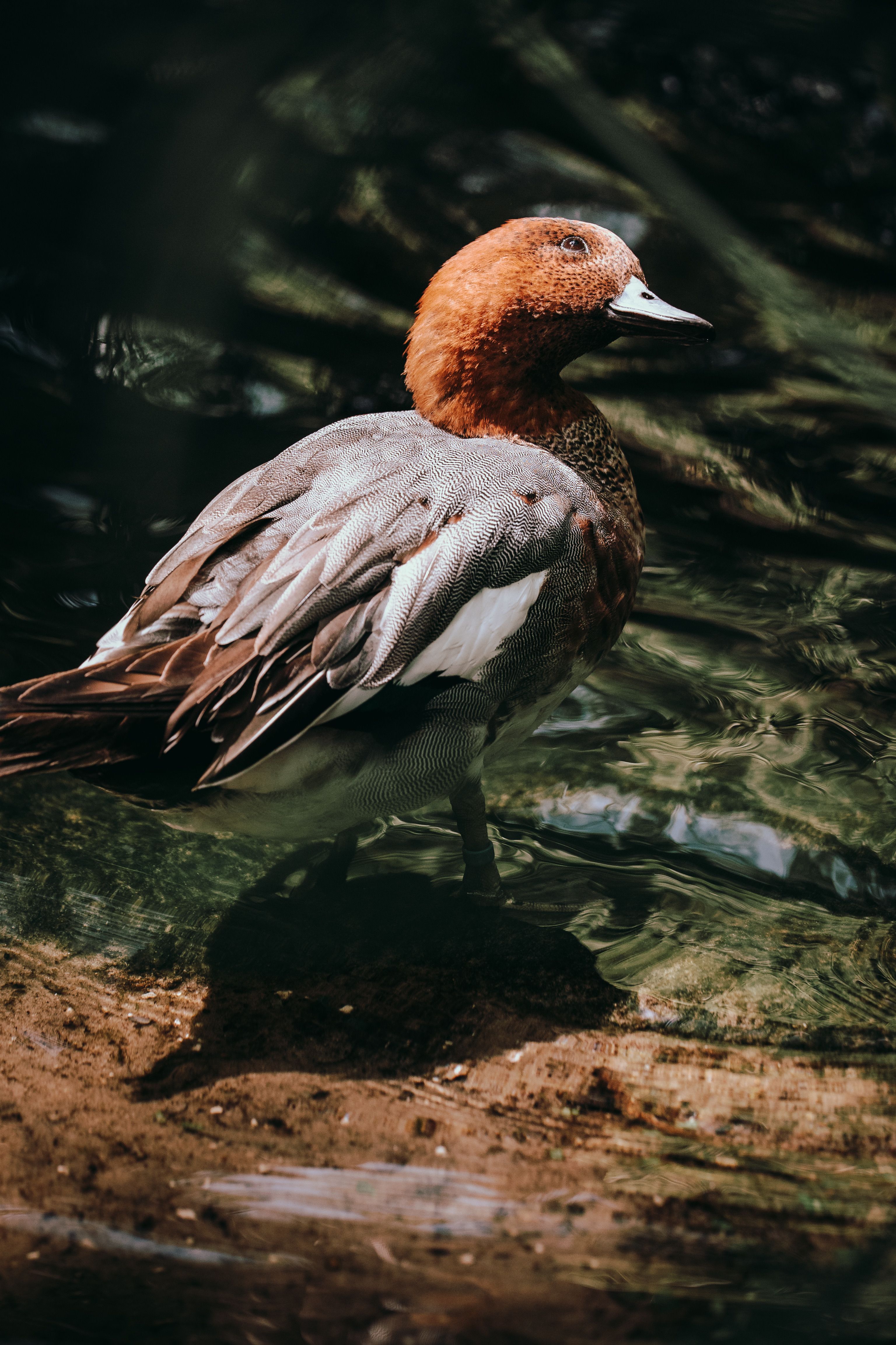 Eurasian Wigeon Duck in Scenic Waters · Free Stock Photo