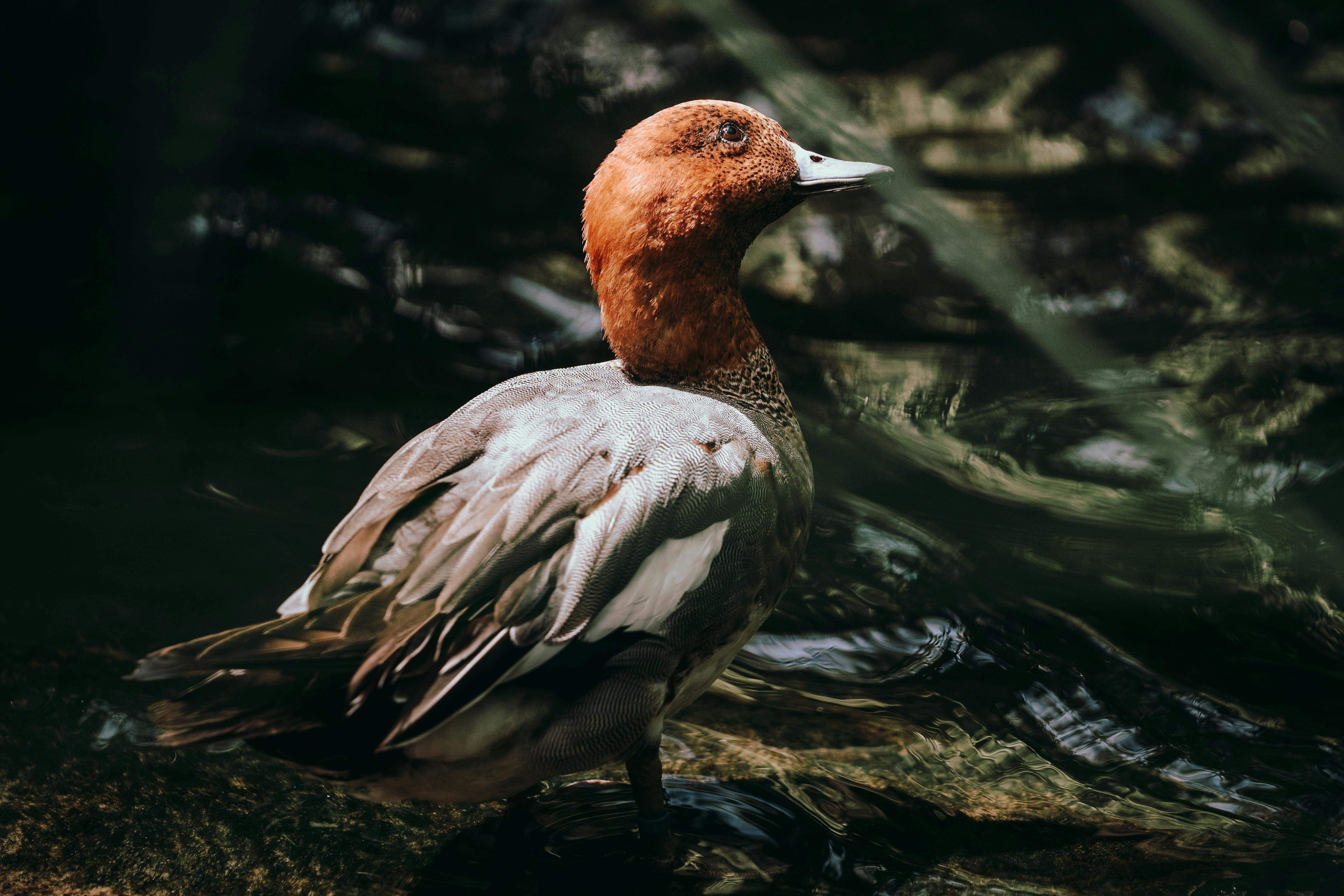 Redhead Duck Photos, Download The BEST Free Redhead Duck Stock Photos ...