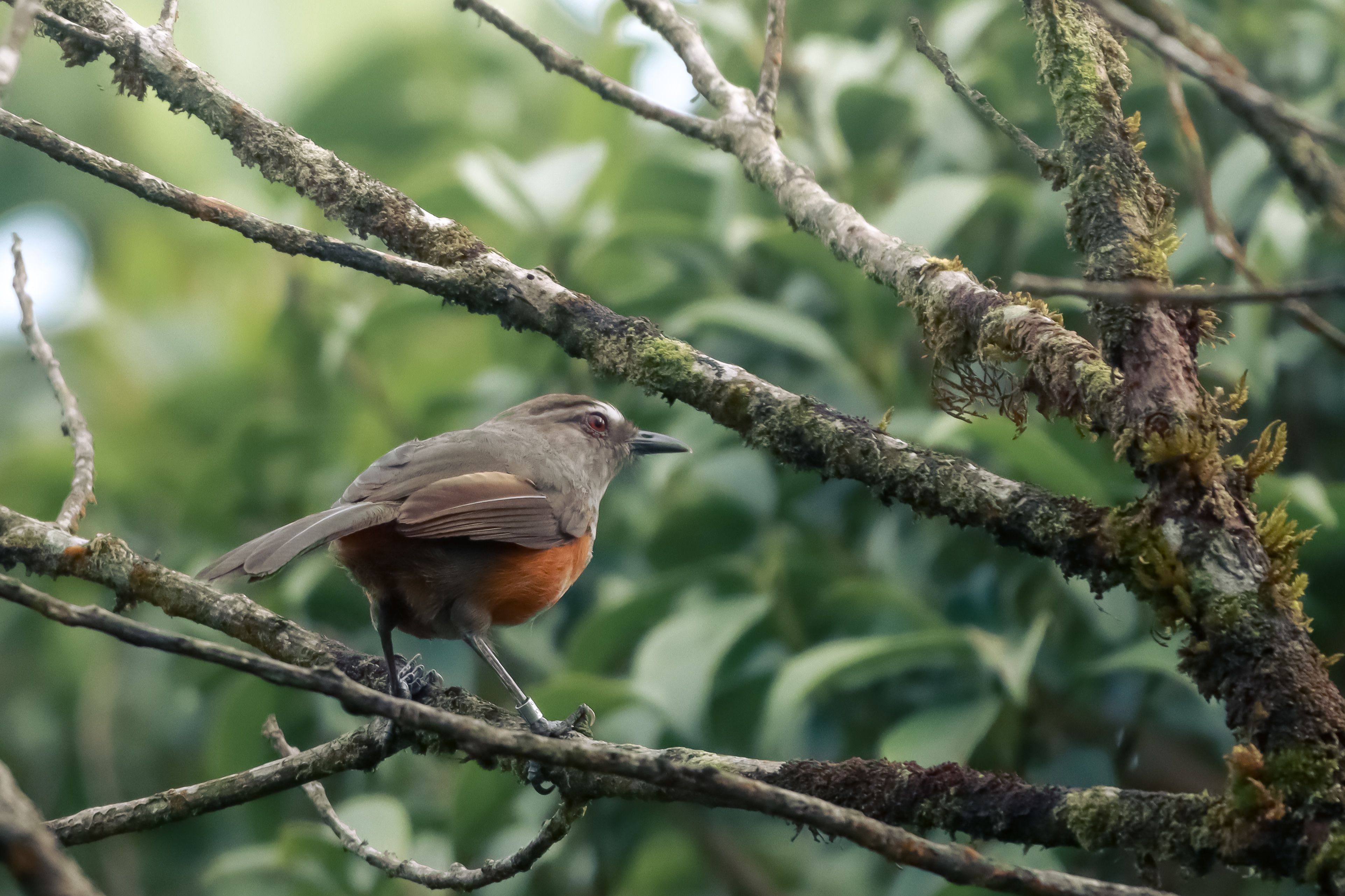 Fauna En Kerala: Un Pájaro Posado En Una Rama Cubierta De Musgo · Foto ...