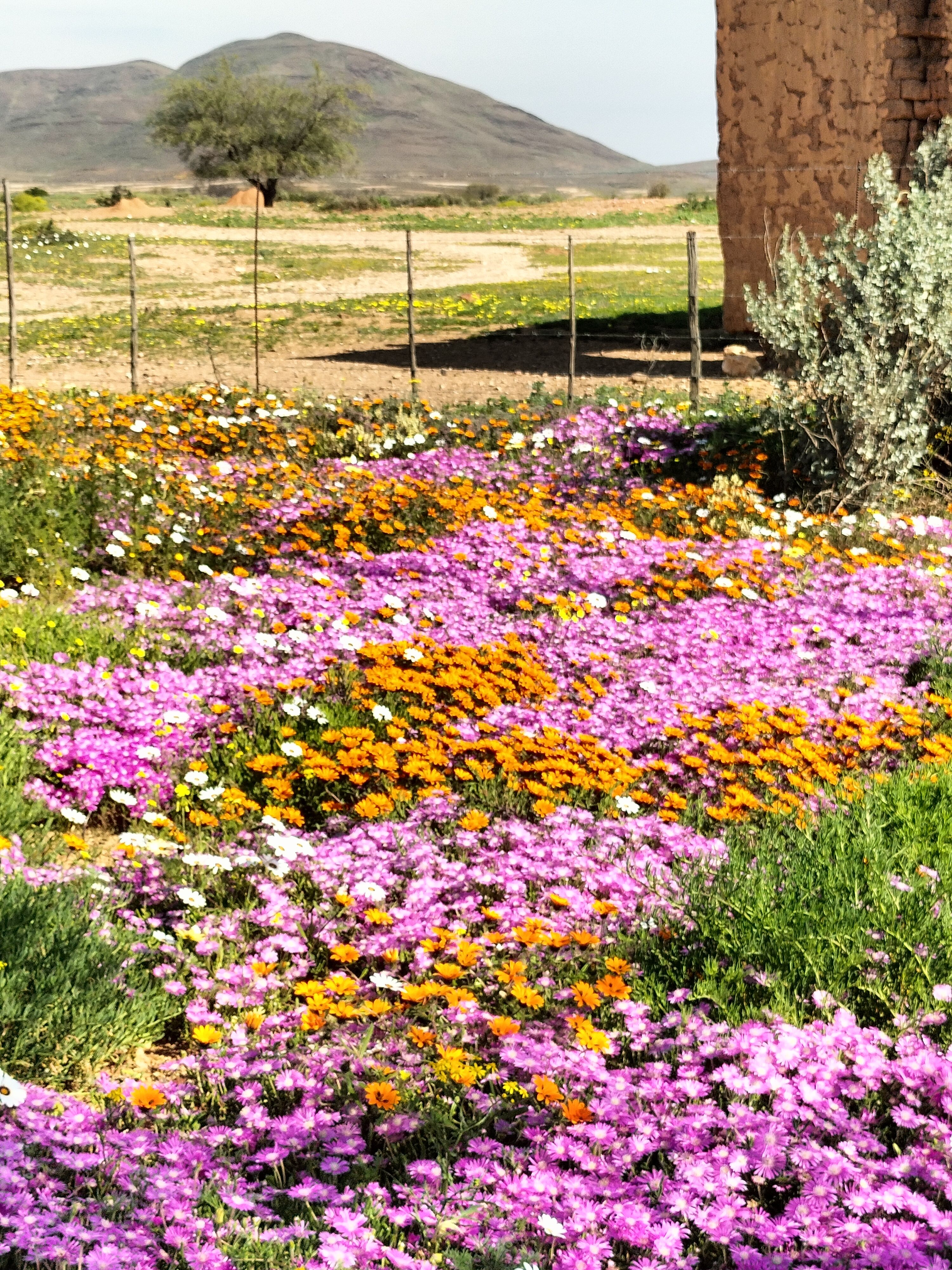 Vivid Spring Blossoms in South African Countryside · Free Stock Photo
