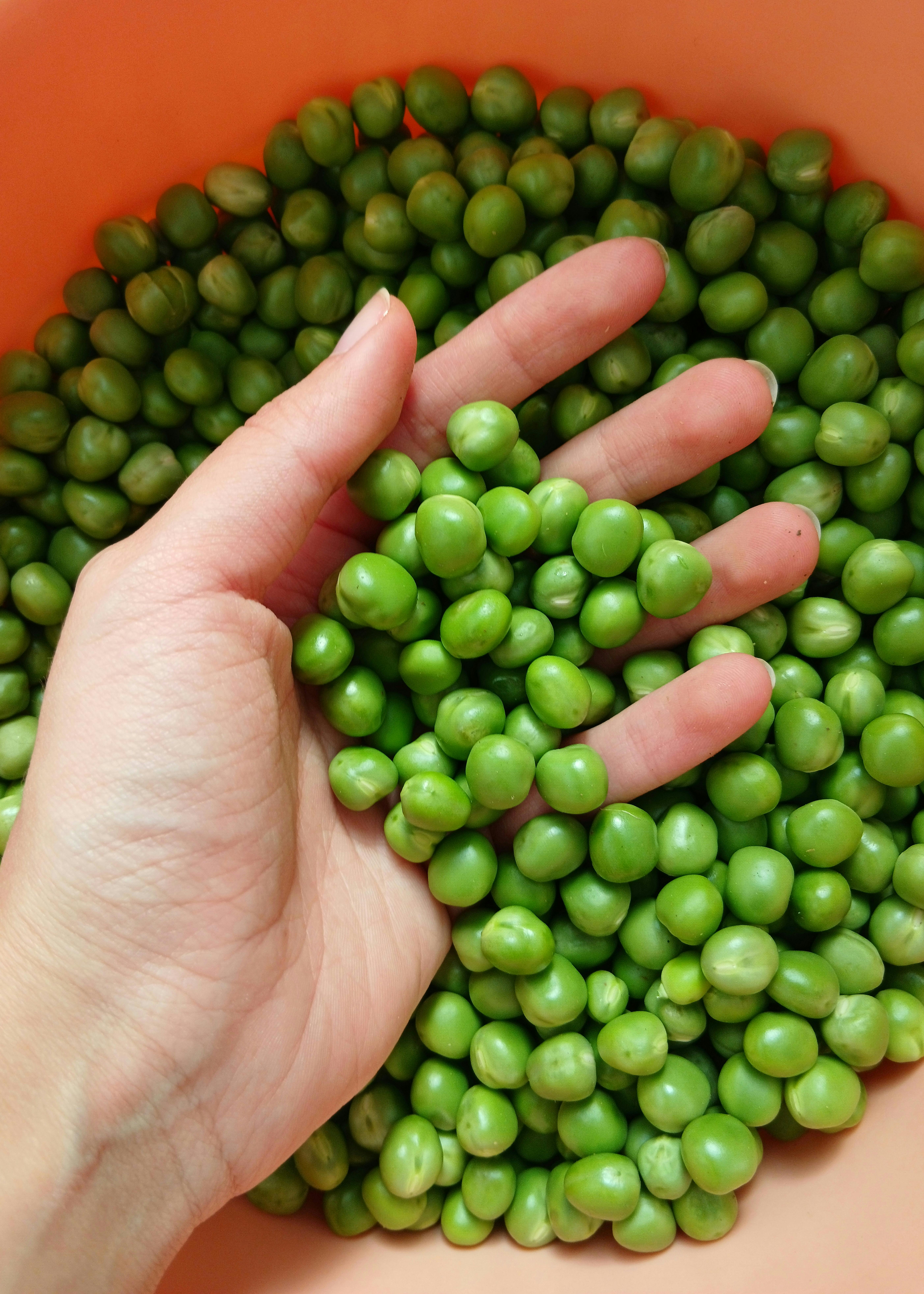 Spring Bulb Bowl Photos, Download The BEST Free Spring Bulb Bowl Stock ...