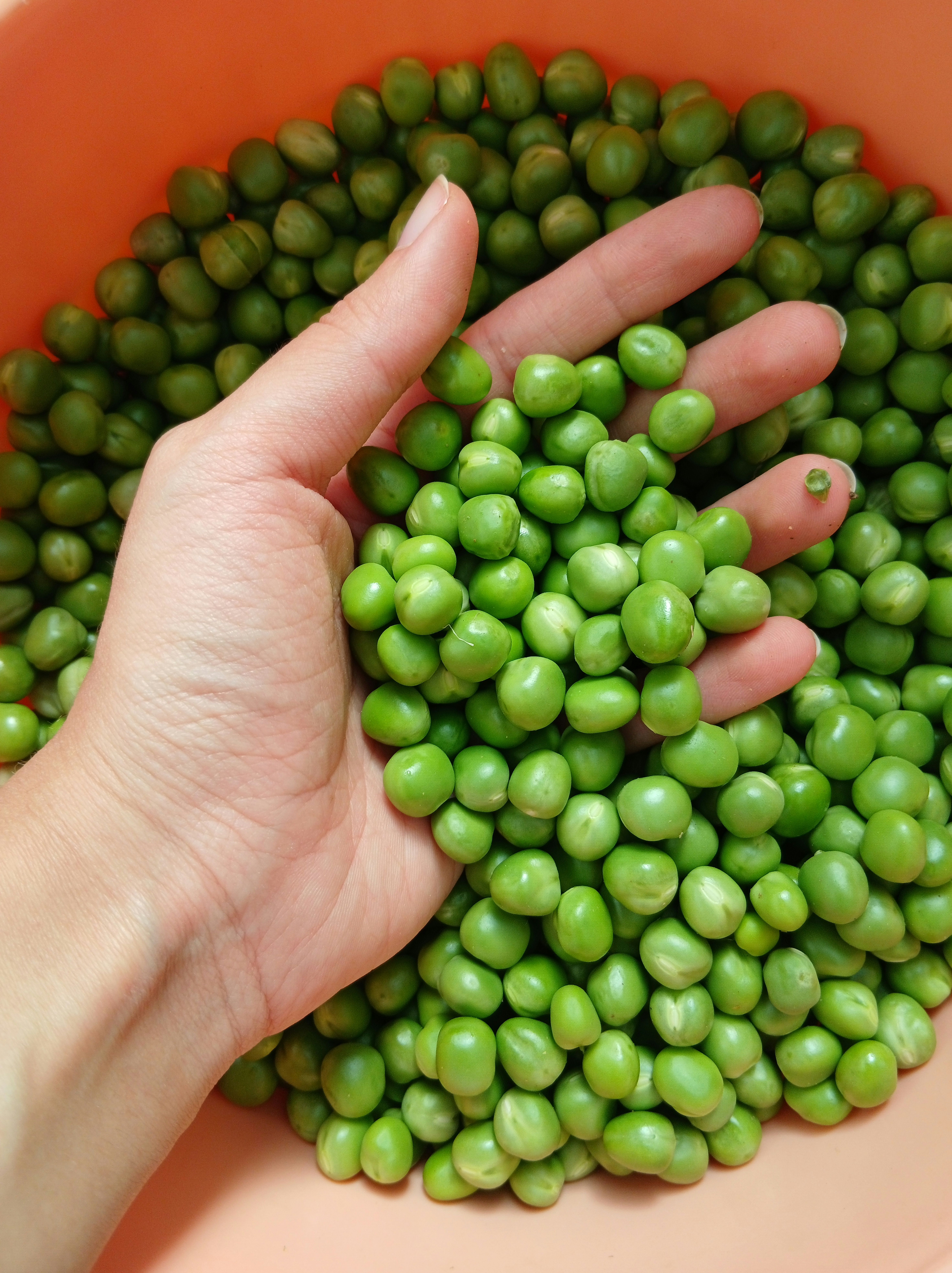 Close-up of Hand Holding Fresh Green Peas · Free Stock Photo