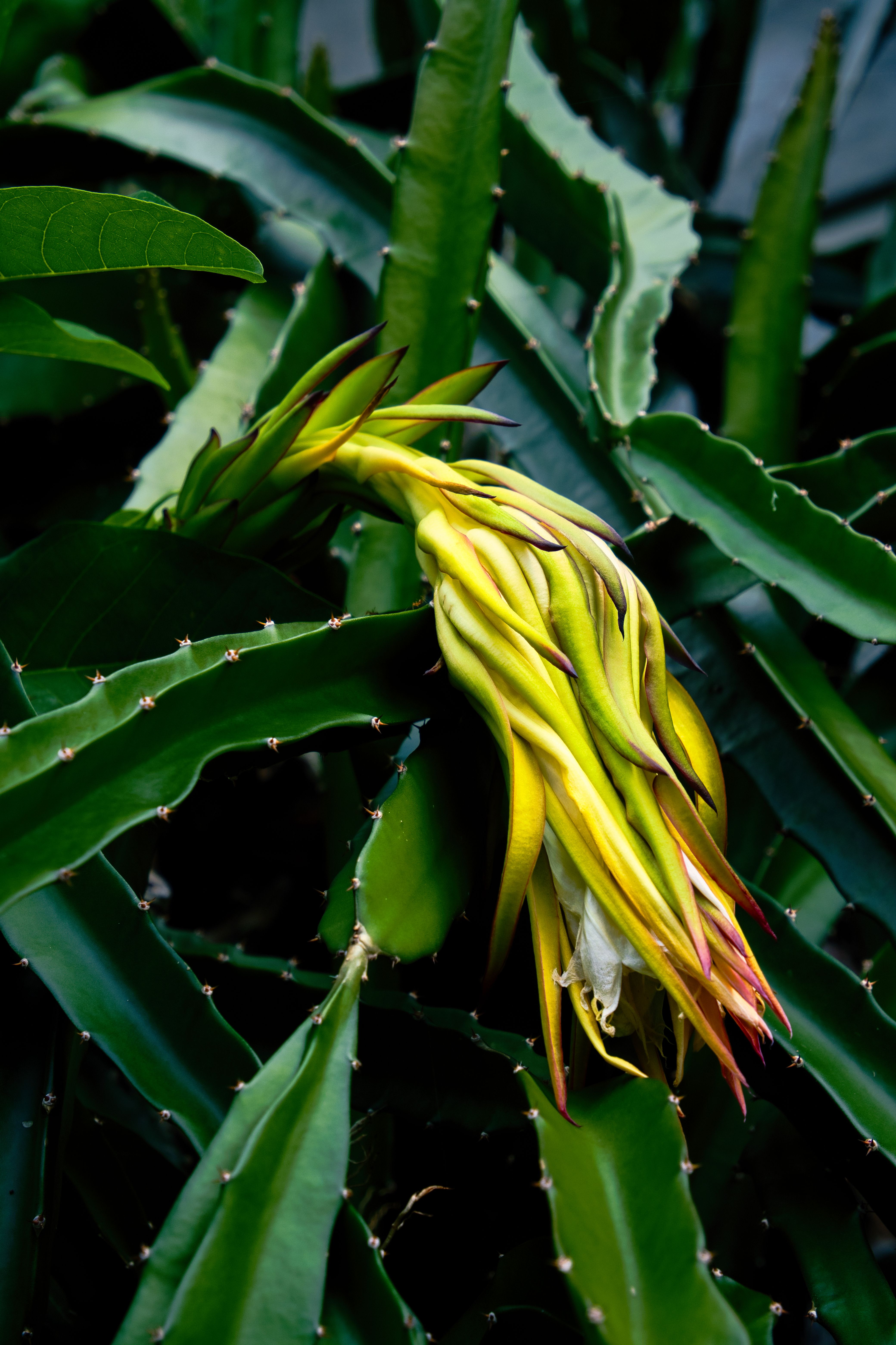 Dragon Fruit Flower Bud Amidst Green Foliage · Free Stock Photo