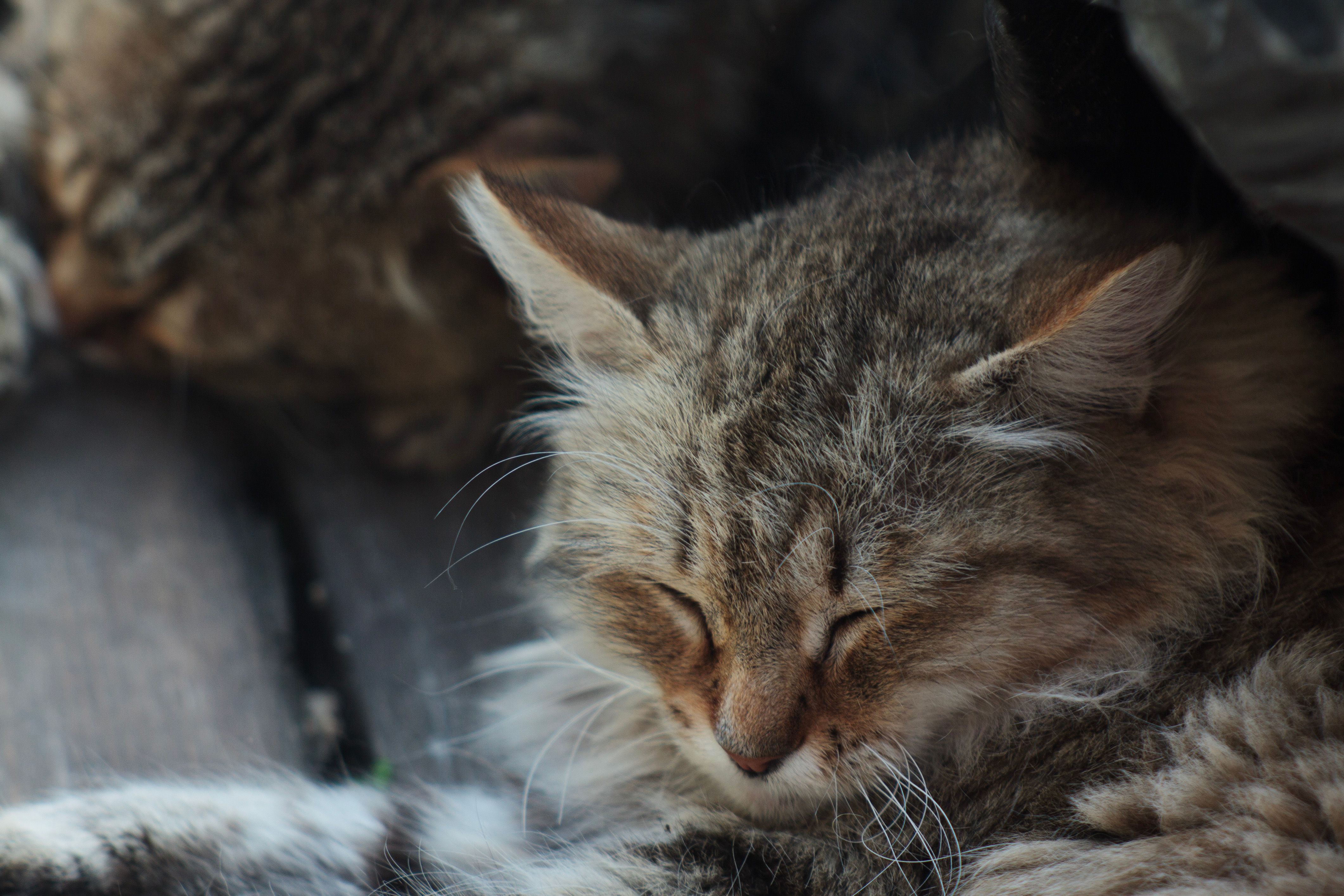 Cat Fur Close Up Photos, Download The BEST Free Cat Fur Close Up Stock ...