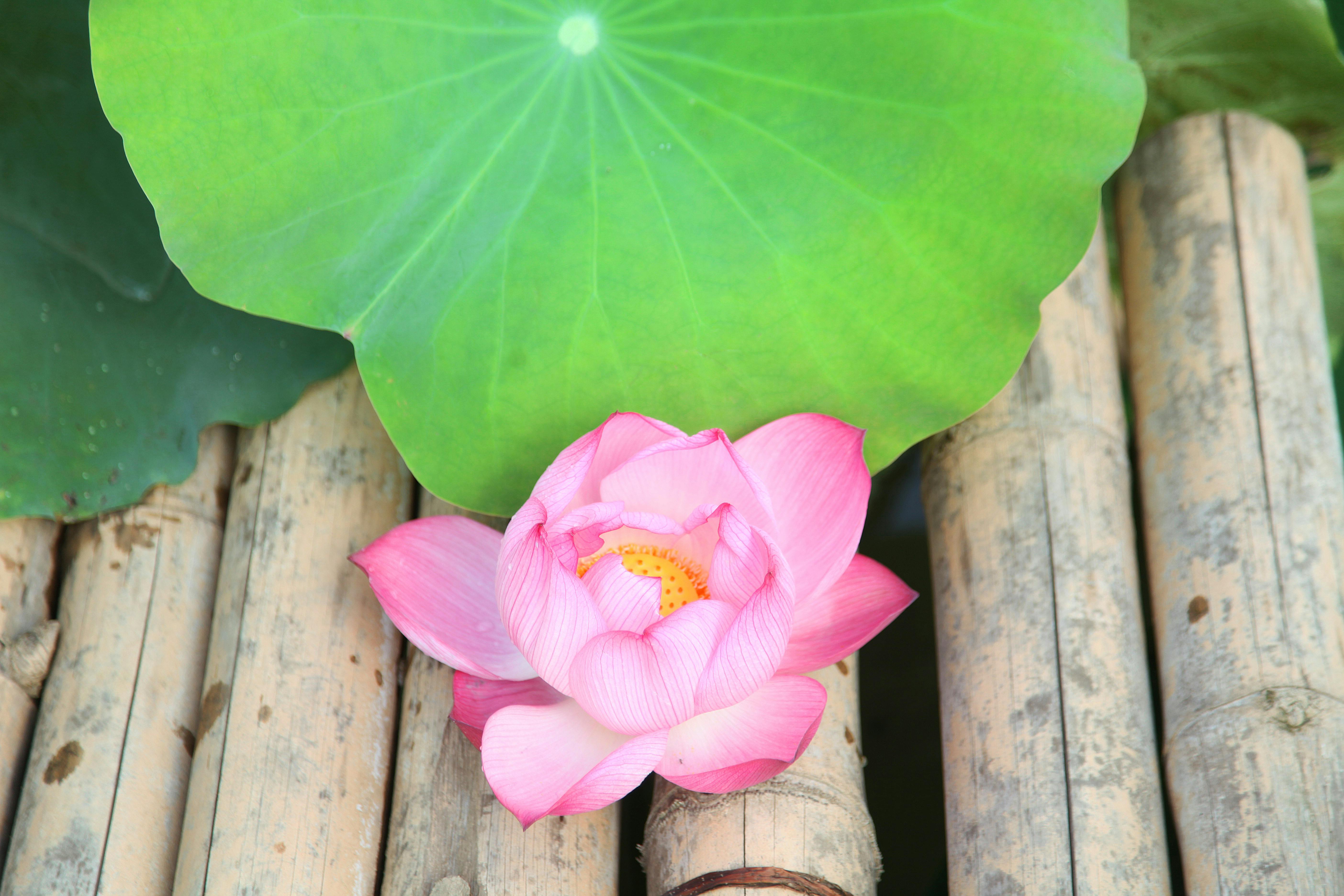 Unlocking the Secrets of Flowering Bamboo Plants' Life Cycle