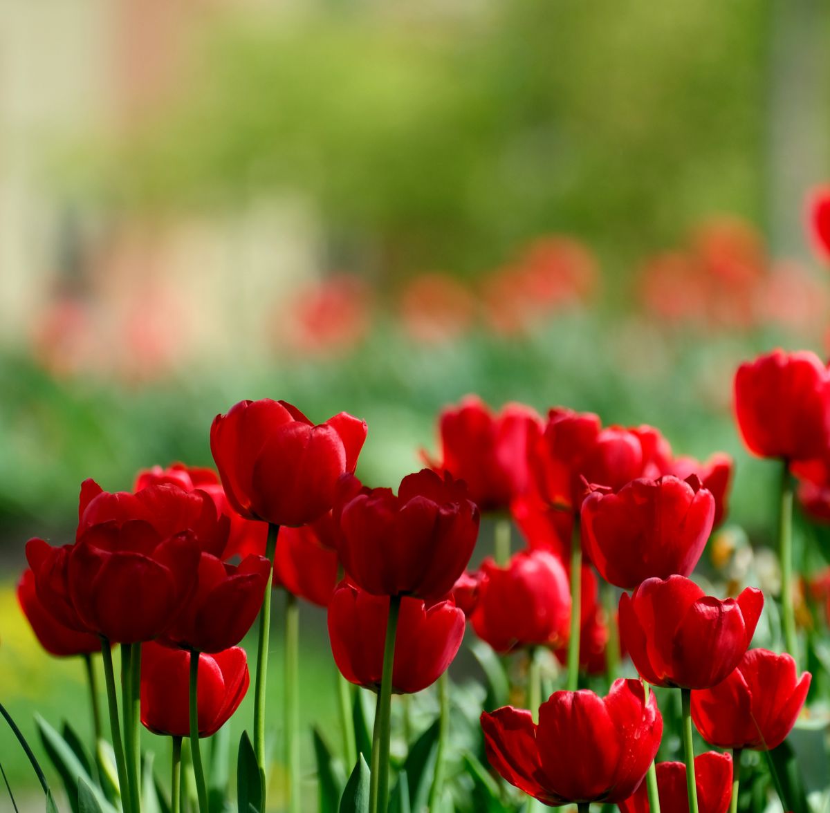 Red Flowers Photos, Download The BEST Free Red Flowers Stock Photos ...