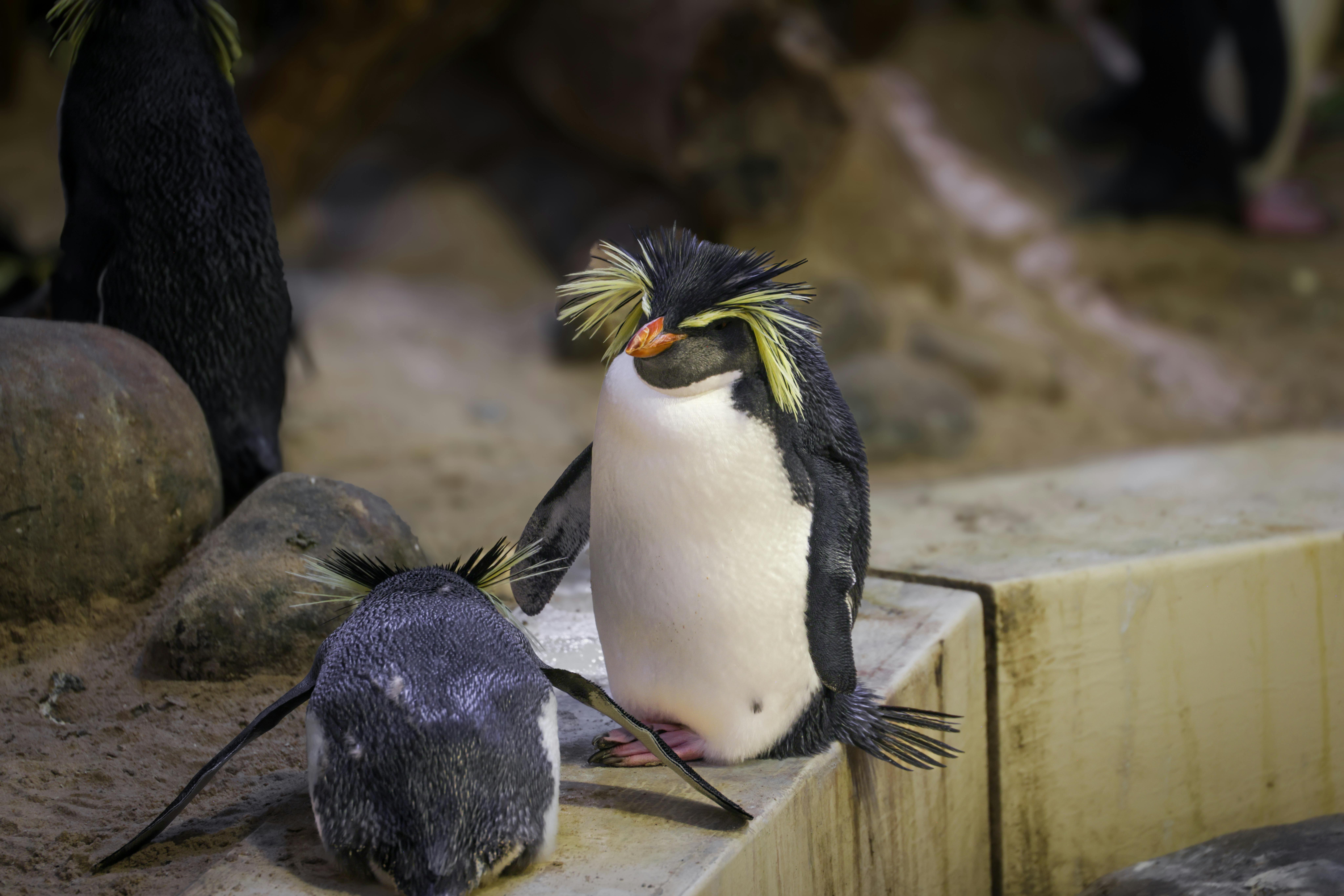 Southern Rockhopper Penguin Habitat and Behavior Explained