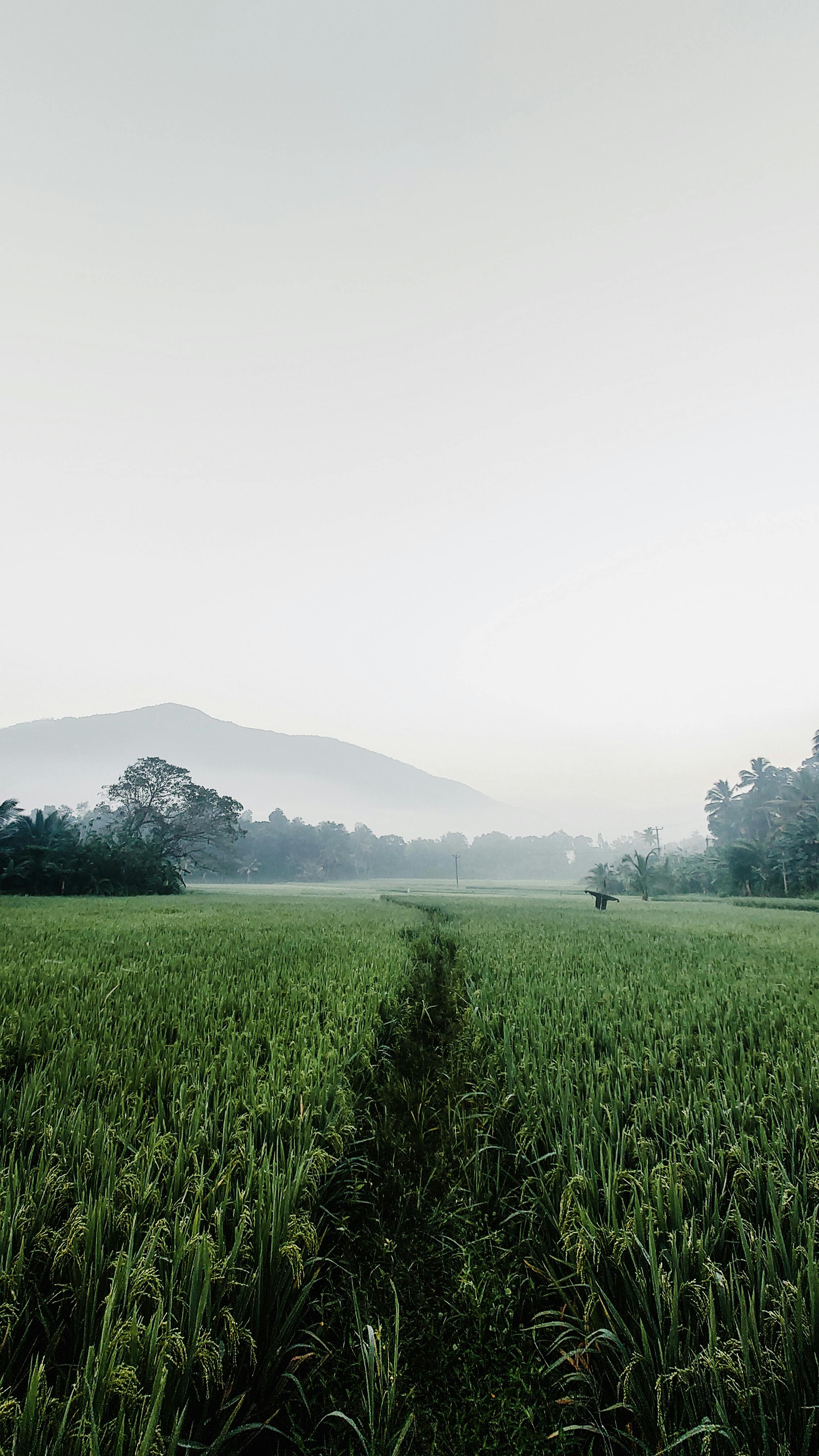 Pongal+Rice+Sri+Lanka Photos, Download The BEST Free Pongal+Rice+Sri ...