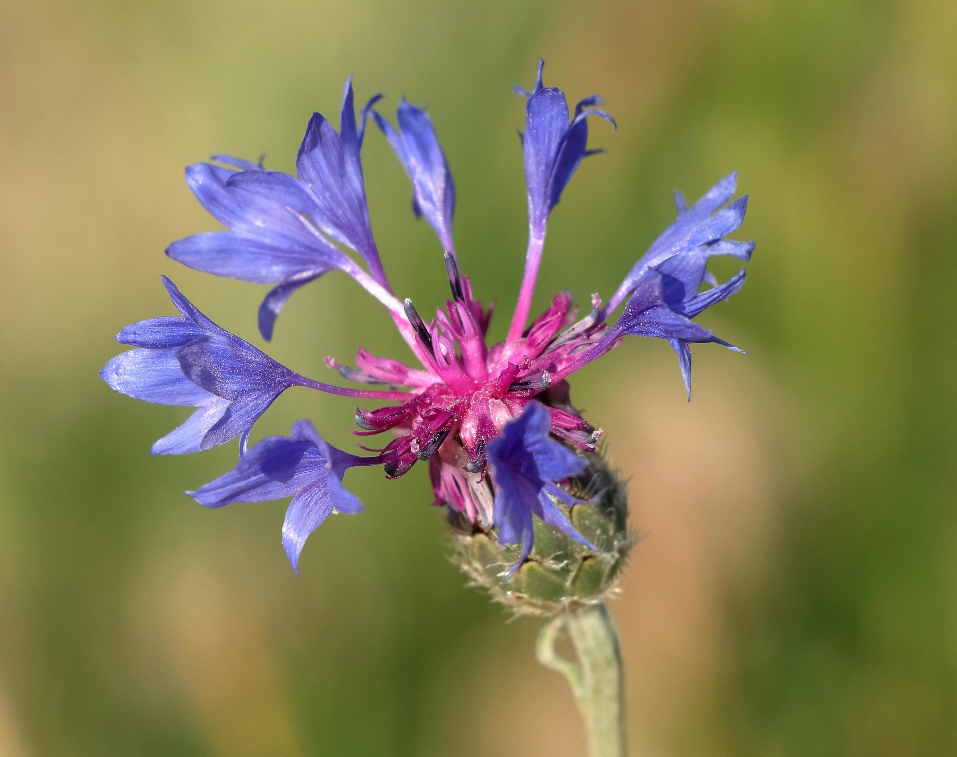 Purple Cornflower Photos, Download The BEST Free Purple Cornflower ...