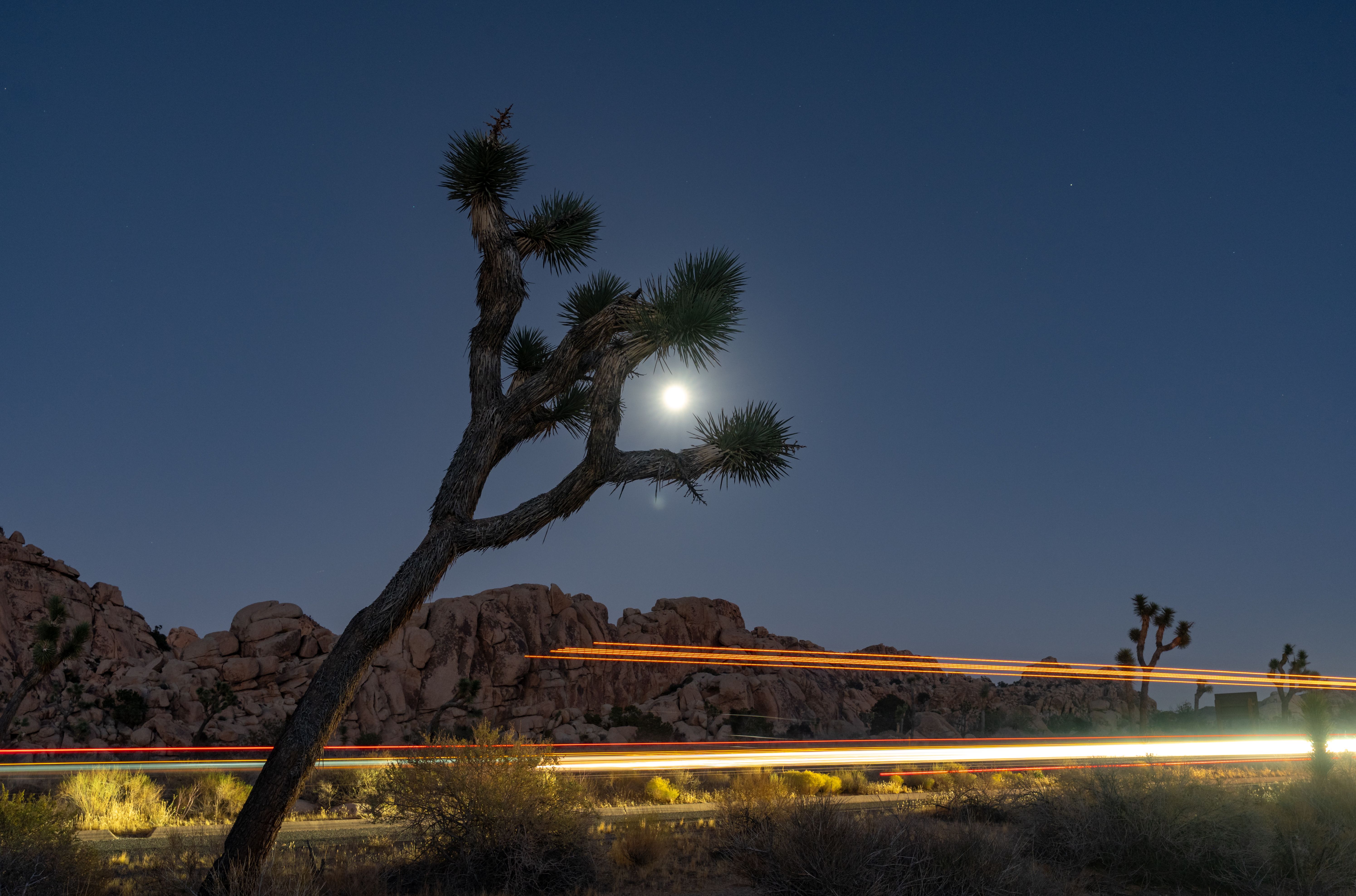 Serene Nightscape of Joshua Tree with Long Light Trails · Free Stock Photo