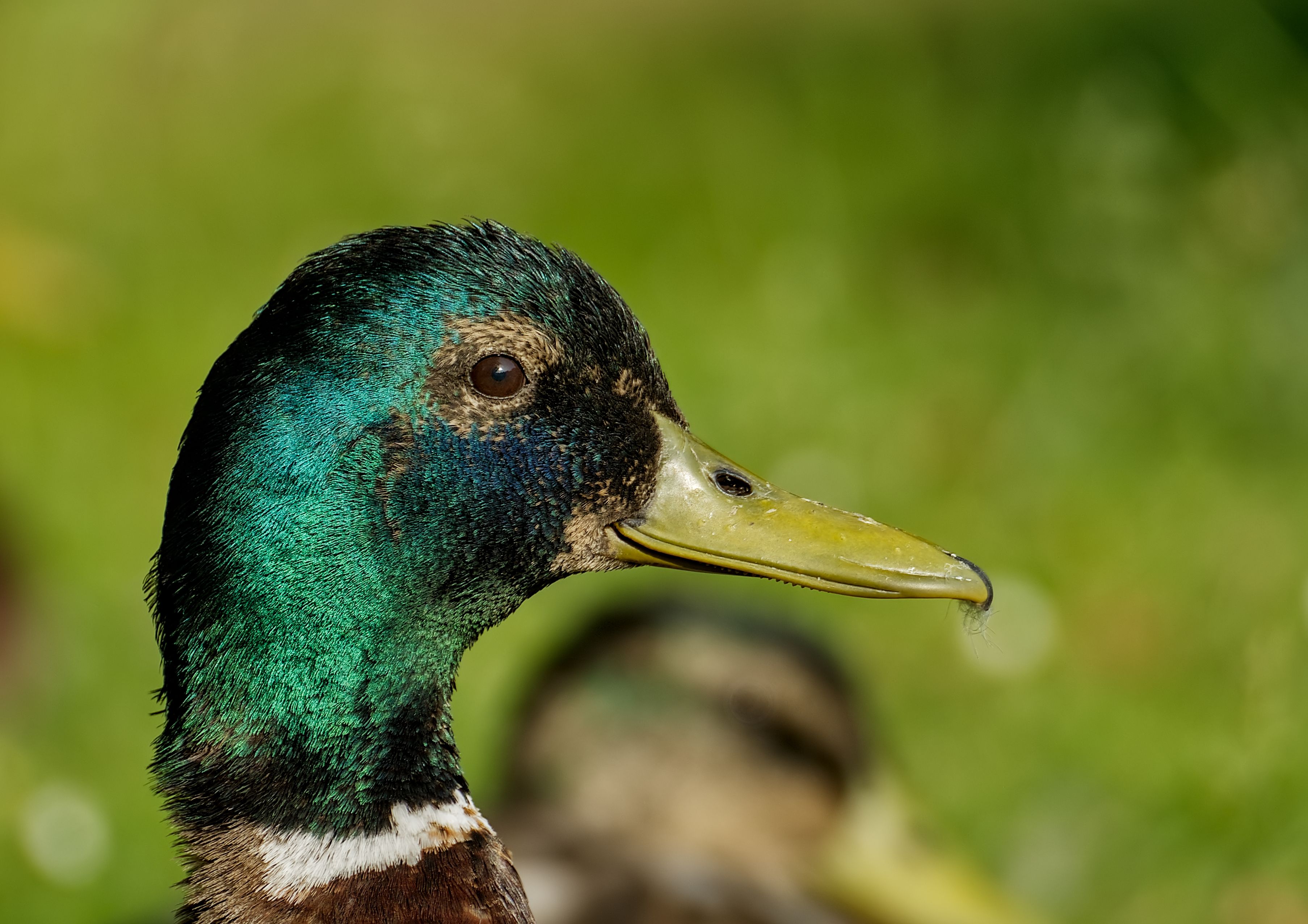 Cute Duck Photos, Download The BEST Free Cute Duck Stock Photos & HD Images