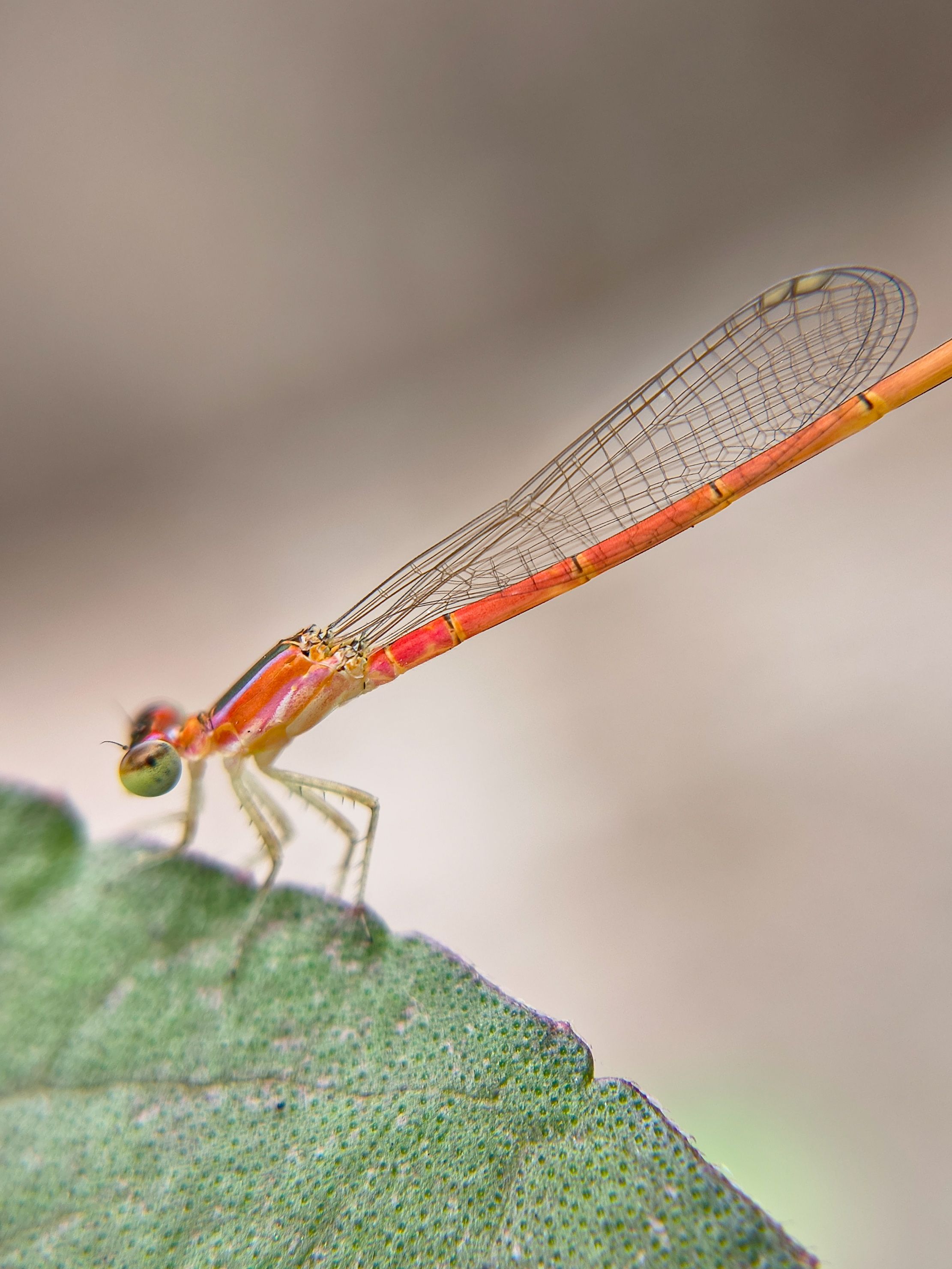 Close-up of a Colorful Damselfly Resting on a Leaf · Free Stock Photo
