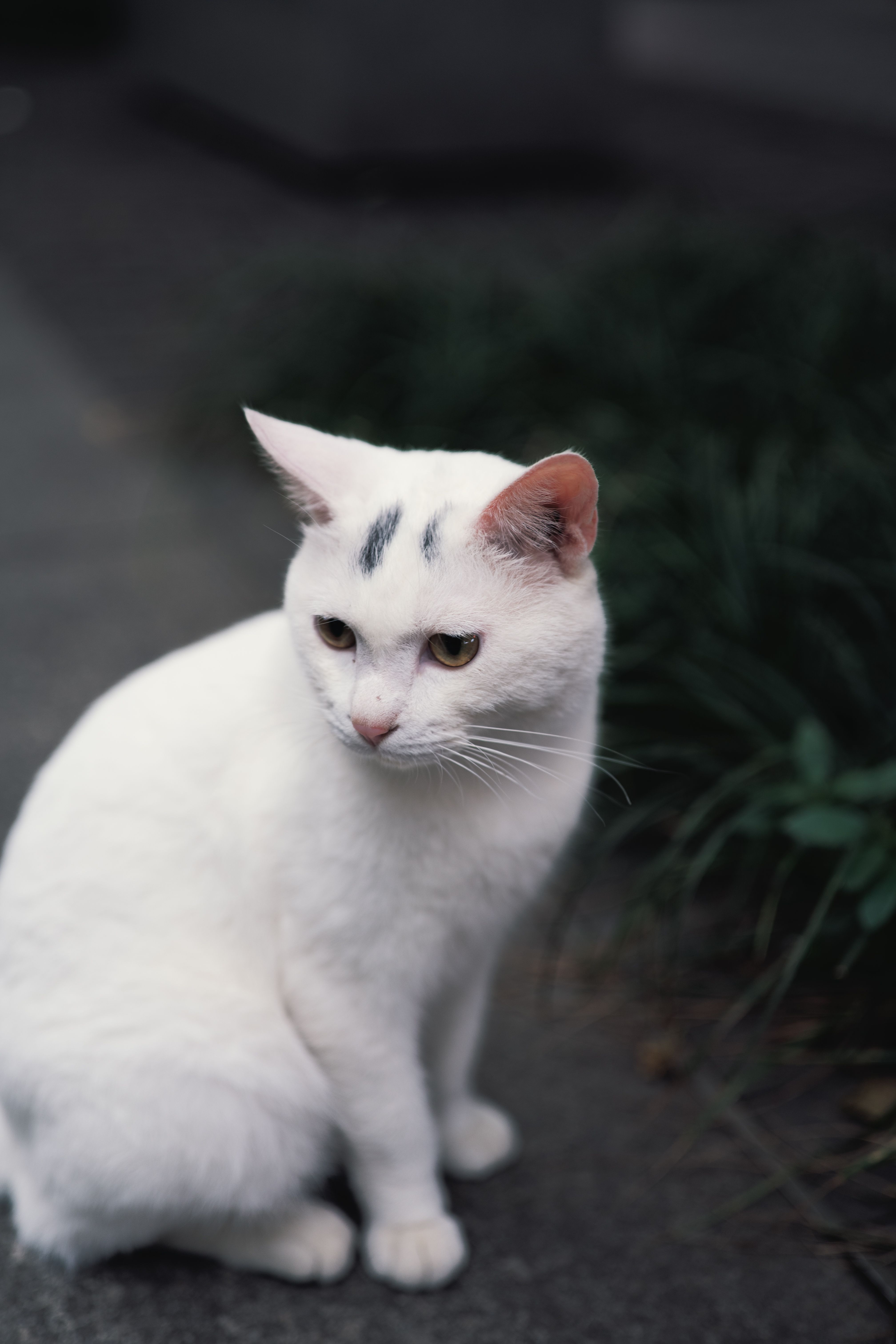 Furry Photos, Download The BEST Free Furry Stock Photos & HD Images